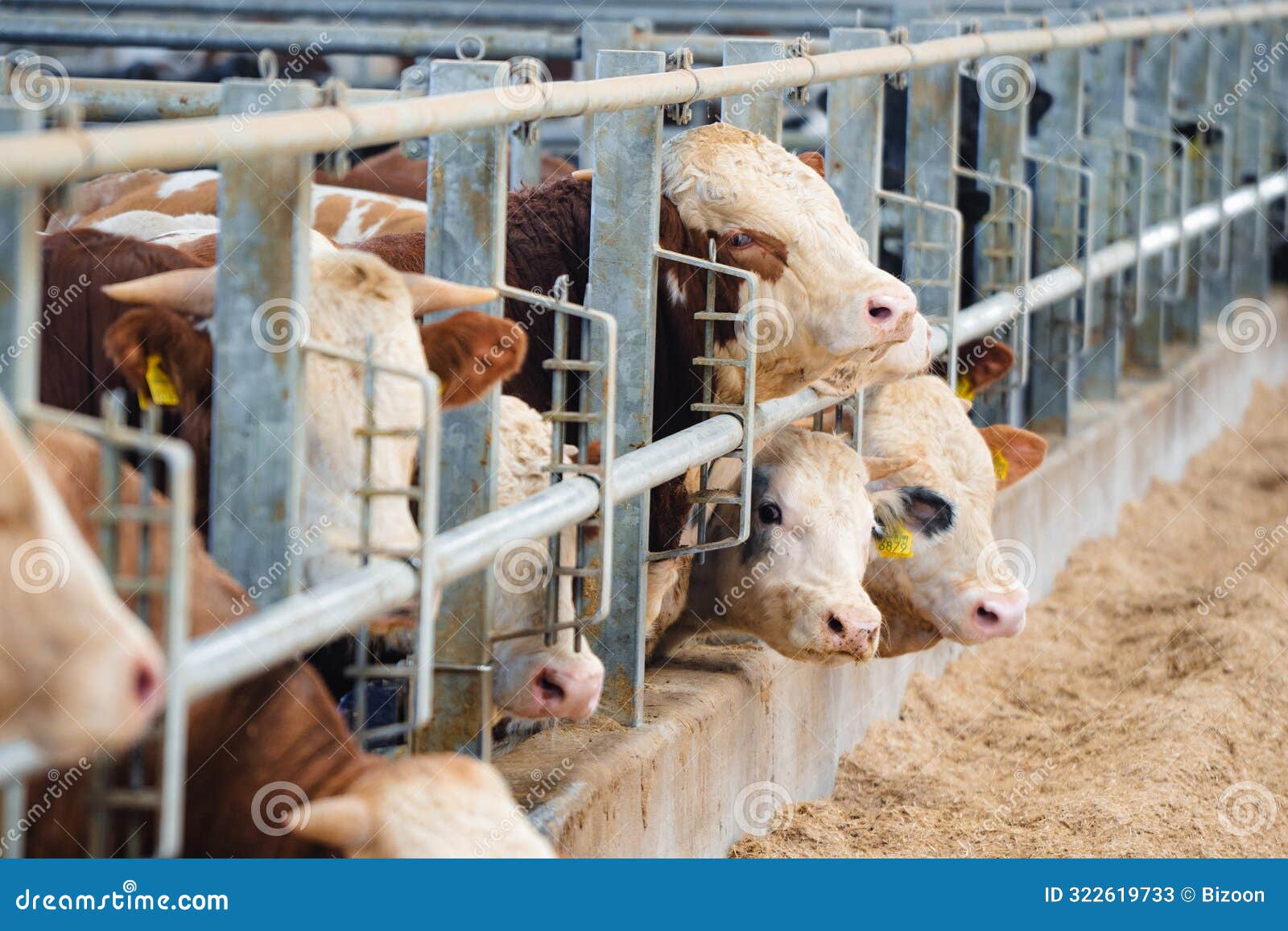 Dairy Farm Cows Indoor in the Shed Stock Image - Image of cattle, calf ...