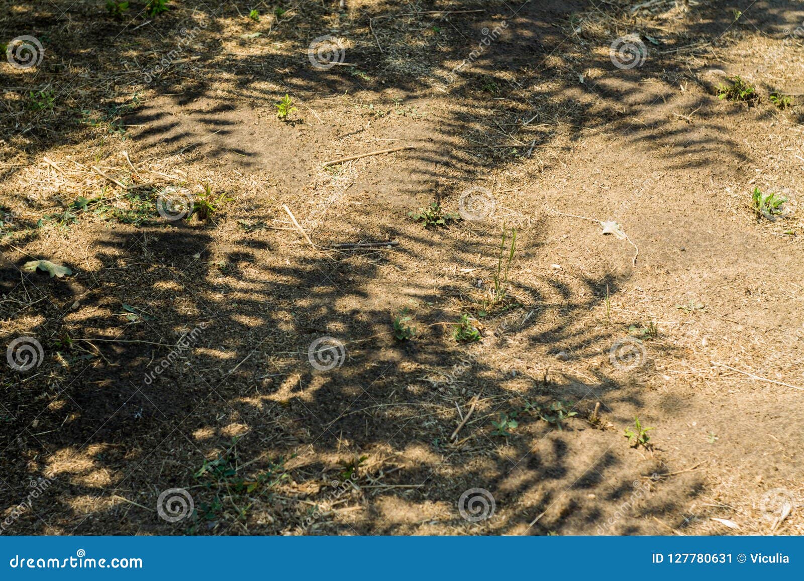 Color Image of the Shadows of Trees on the Ground Stock Image - Image ...
