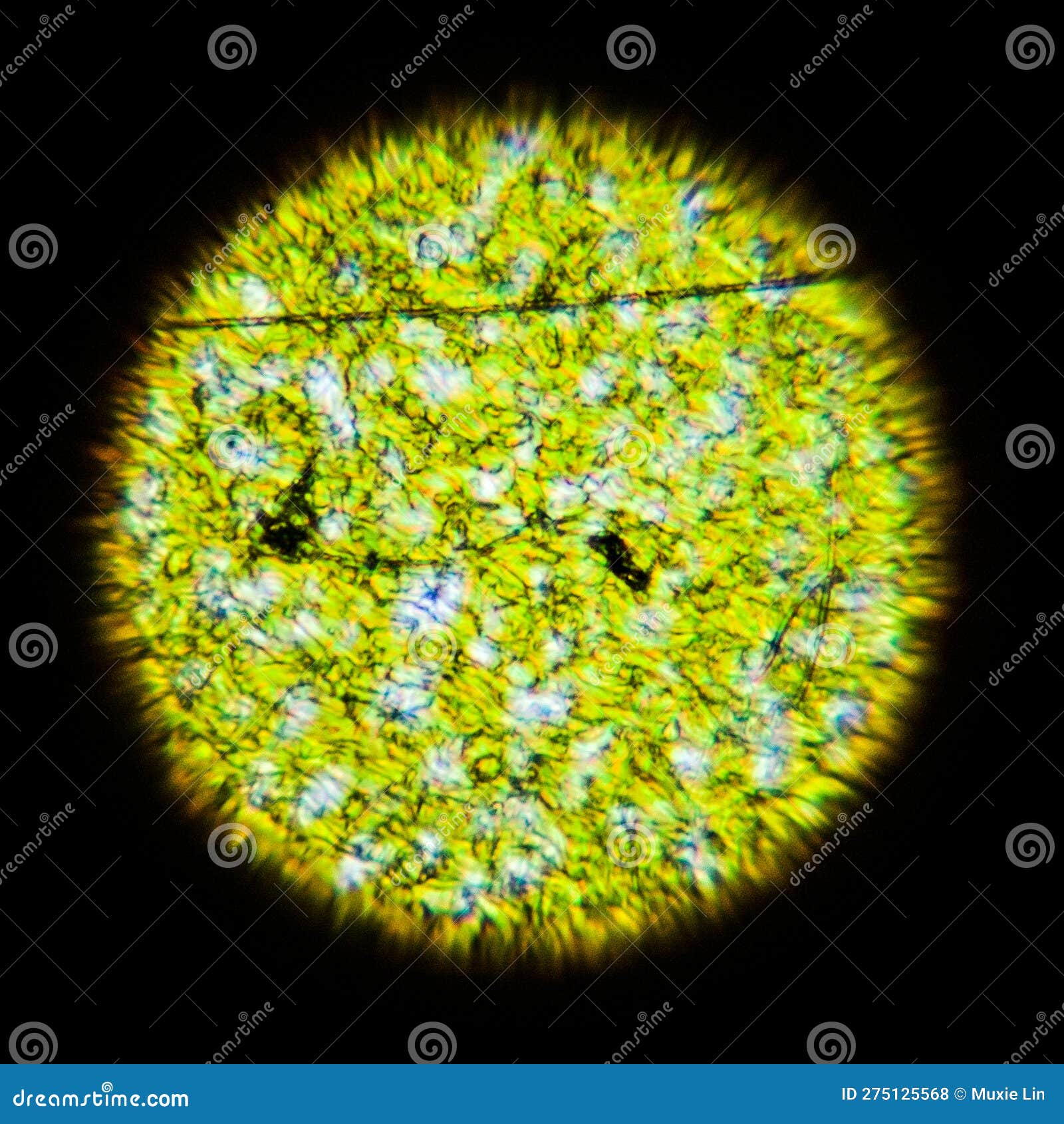 Abstract Images of Vegetable Cells Under a Microscope Stock Photo ...