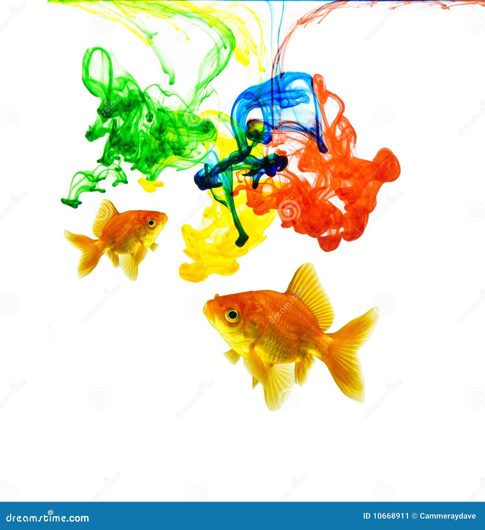 Color Ink Colorful Goldfish Stock Image - Image of graphic, pets: 10668911