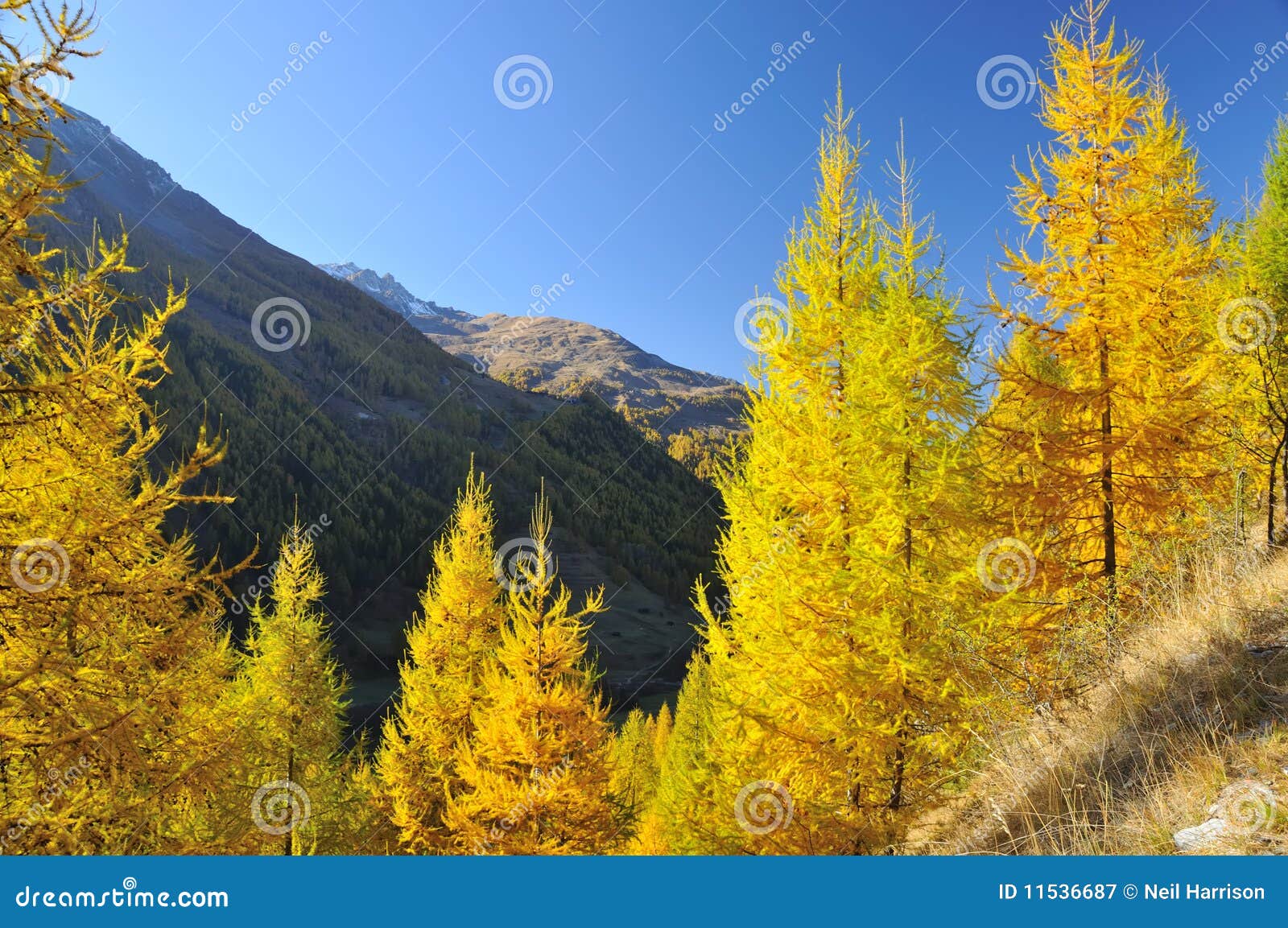 The color of larch stock image. Image of hike, outdoors - 11536687