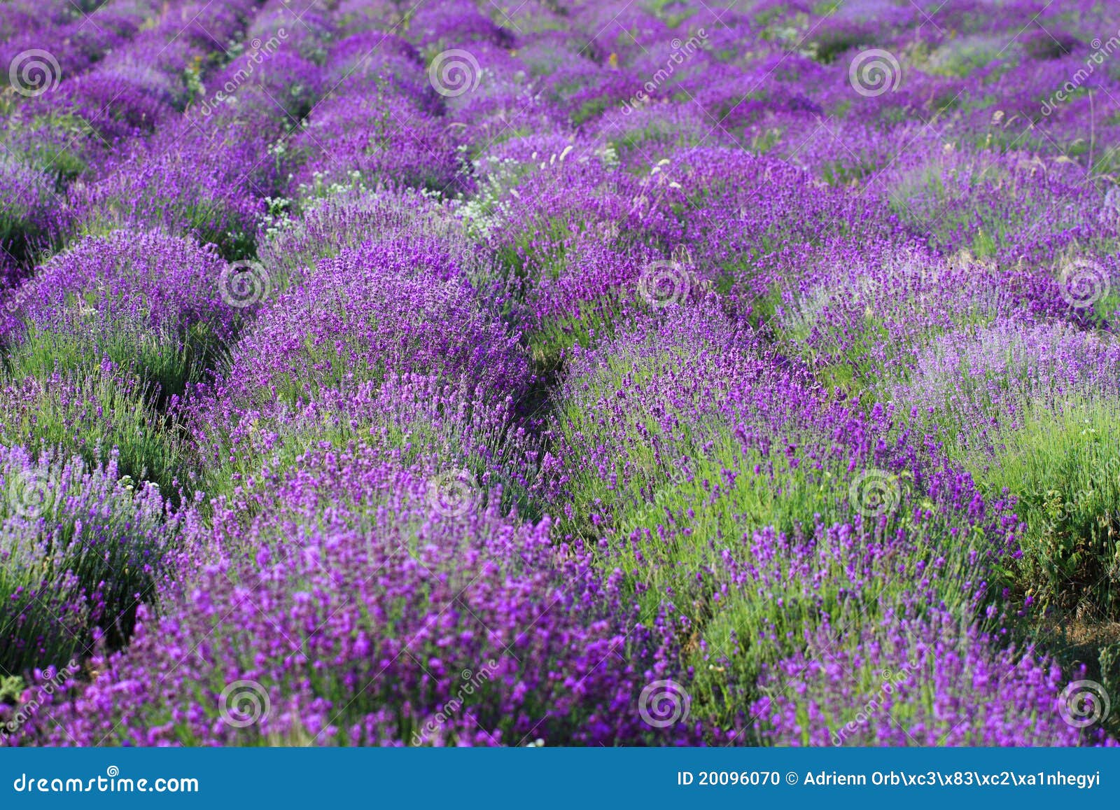 Color lavender field stock photo. Image of garden, countryside - 20096070