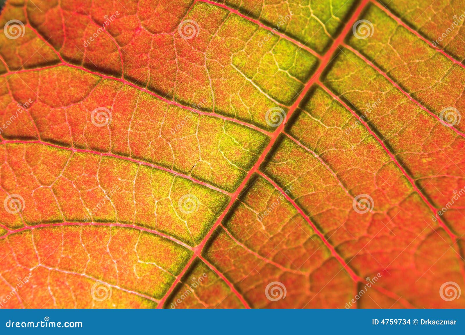 Color leaf background stock photo. Image of abstract, organic - 4759734