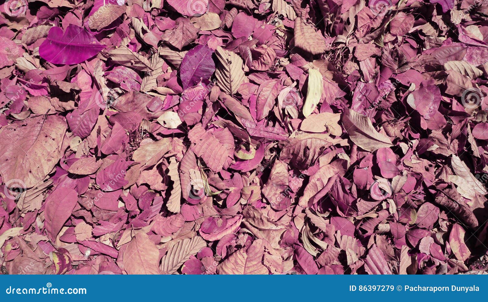 Color of leaf background stock image. Image of background - 86397279