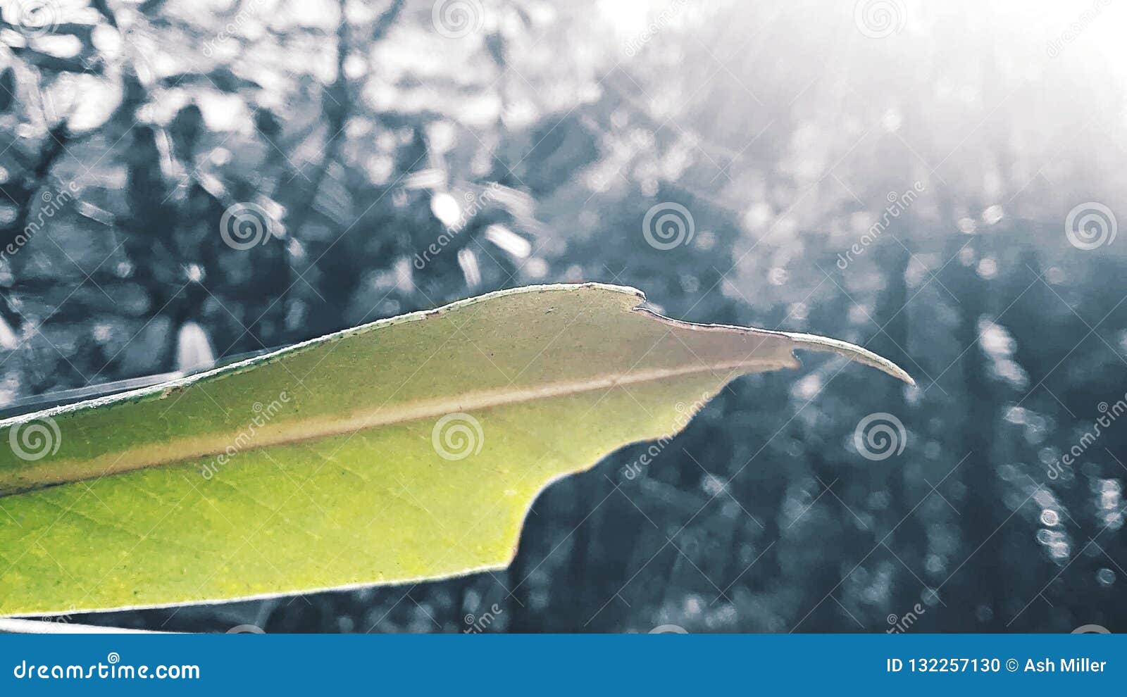 Color leaf stock photo. Image of dull, leaf, color, colorful - 132257130