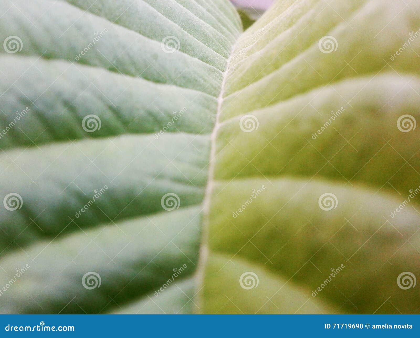 Color leaf stock photo. Image of tekstur, leaf, selection - 71719690