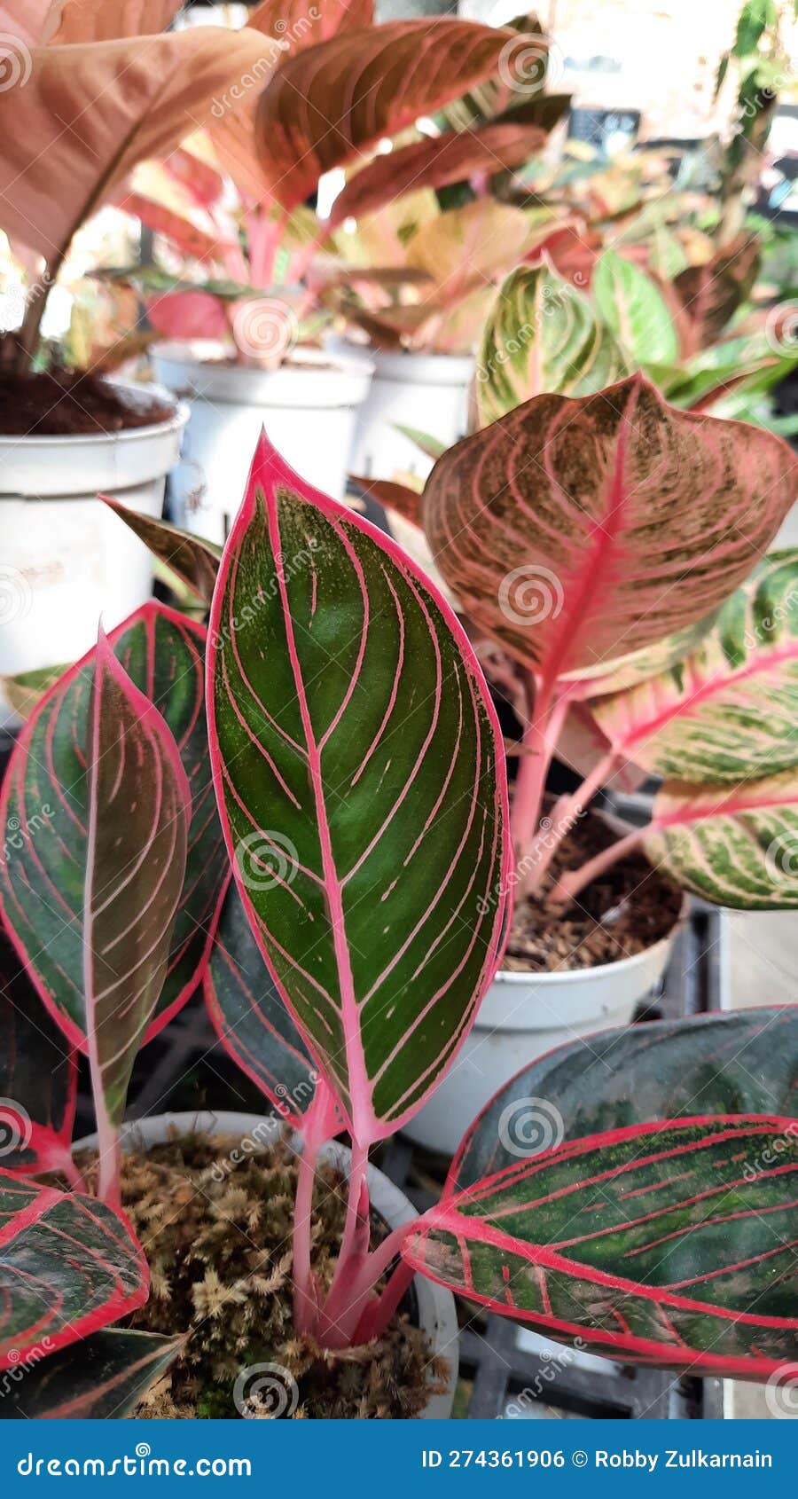 The Color of the Leaf Edge is Very Bright, this Leaf Looks Beautiful ...