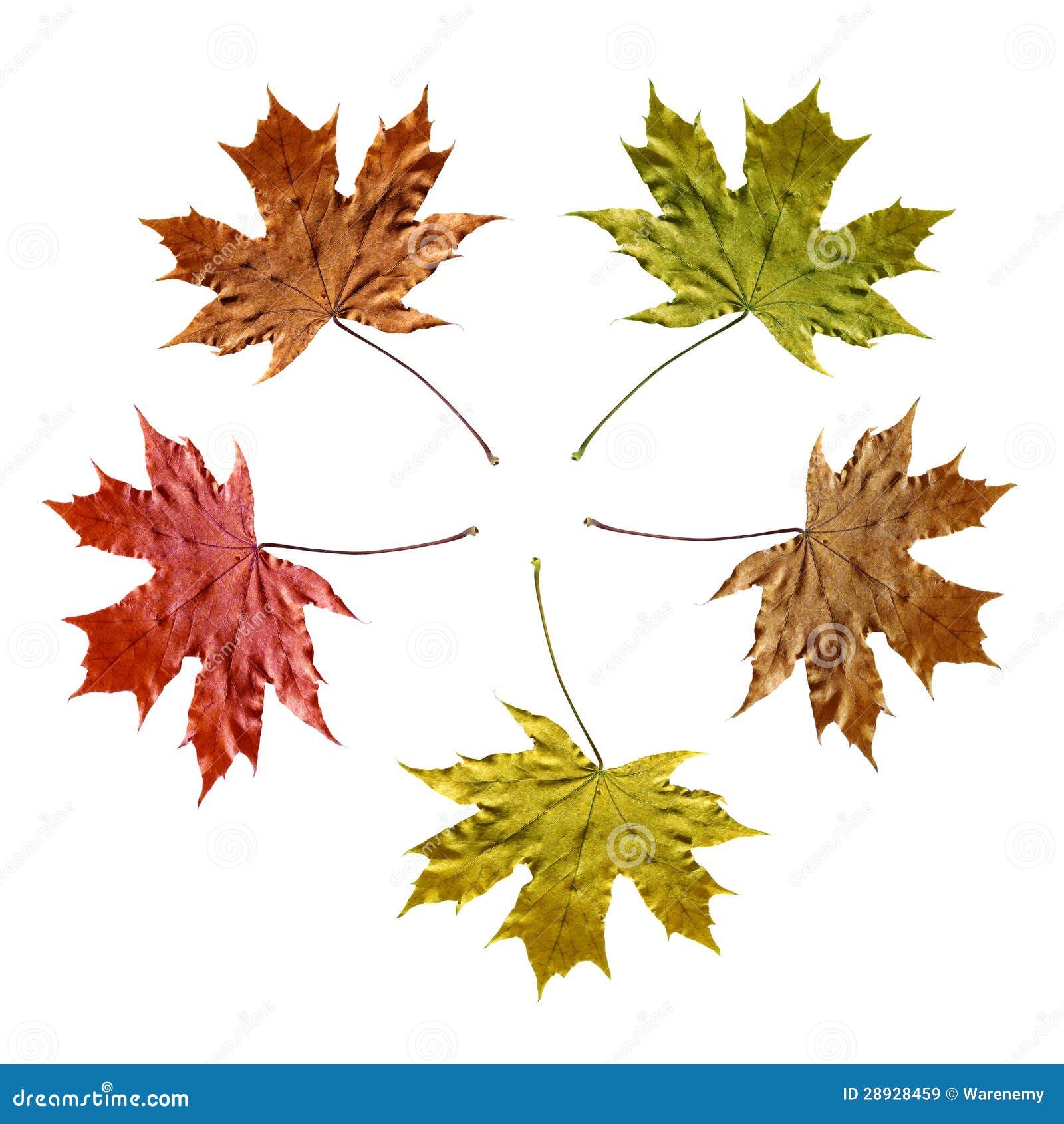 Color leaves stock image. Image of fall, flora, bright - 28928459
