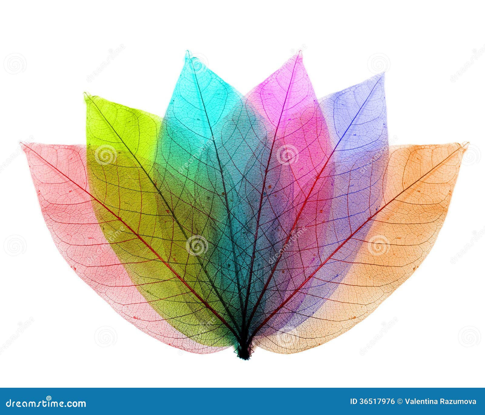 Color Leaves Abstract Shape Stock Photo - Image of skeleton, pattern ...