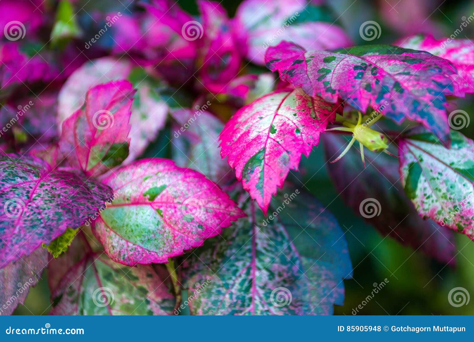 Color Leaves background stock photo. Image of flower - 85905948