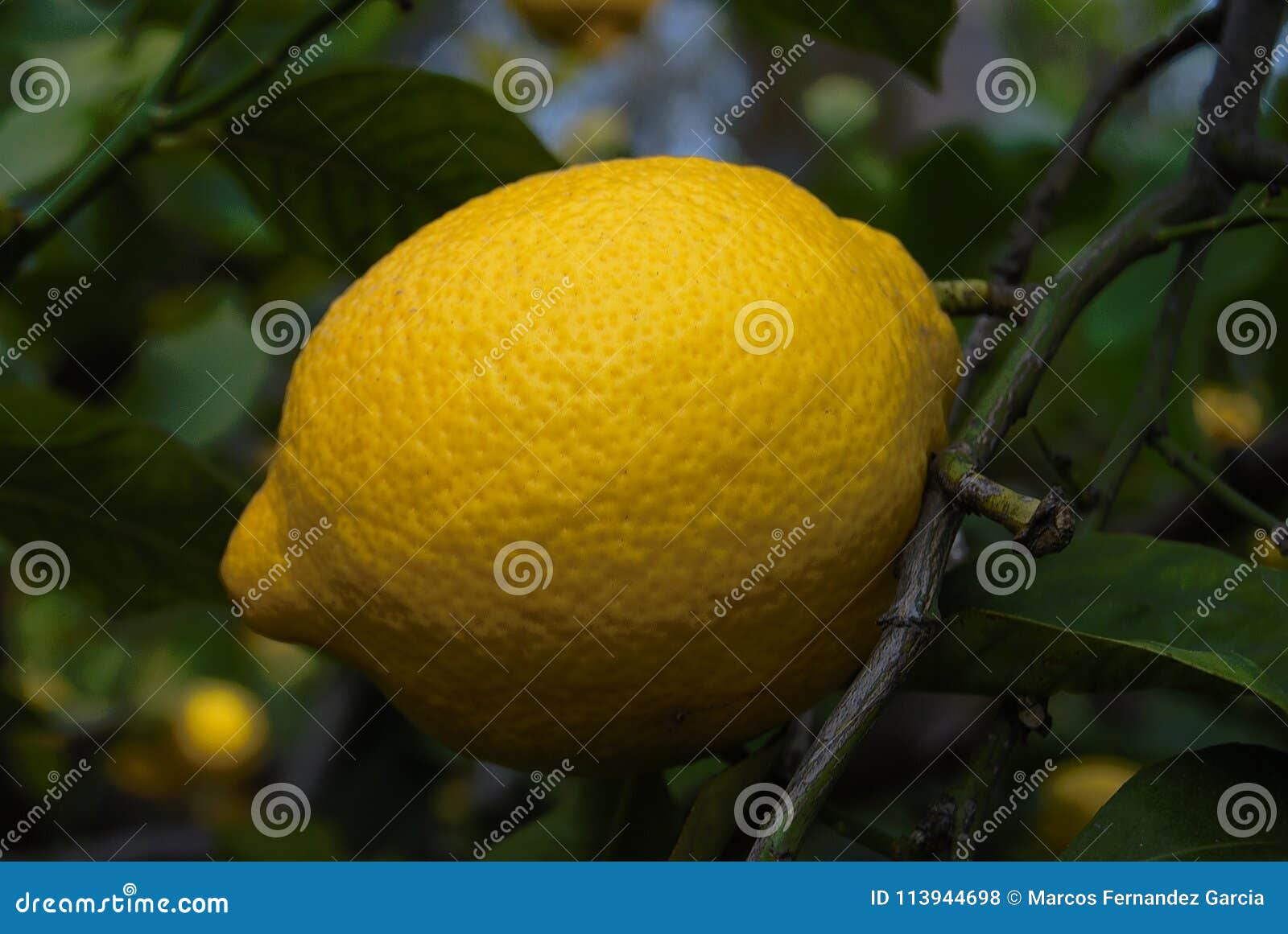YELLOW LEMON in a TREE stock photo. Image of closeup - 113944698