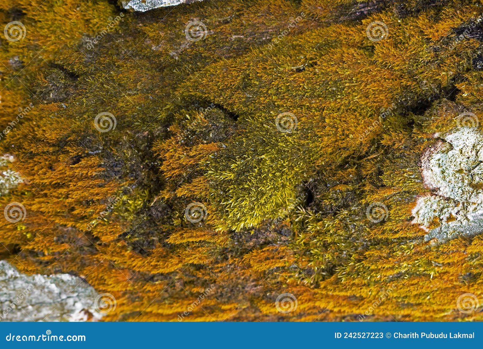 Color Lichen on Stone Top View, Natural Abstract Texture Background ...