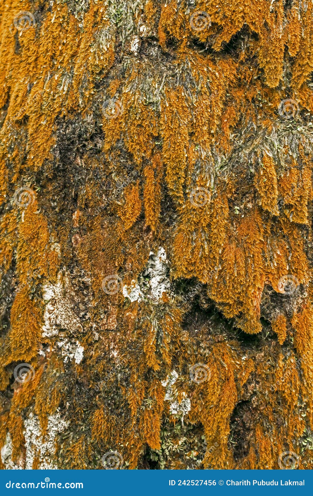Color Lichen on Stone Top View, Natural Abstract Texture Background ...