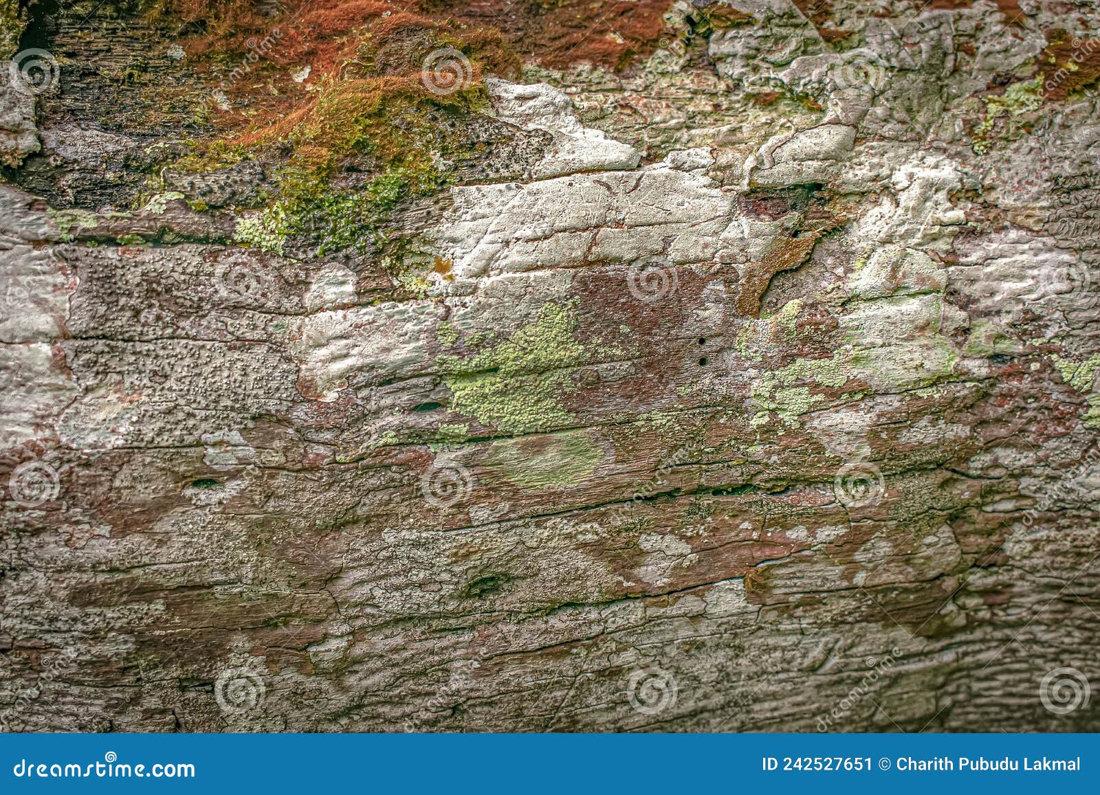 Color Lichen on Stone Top View, Natural Abstract Texture Background ...