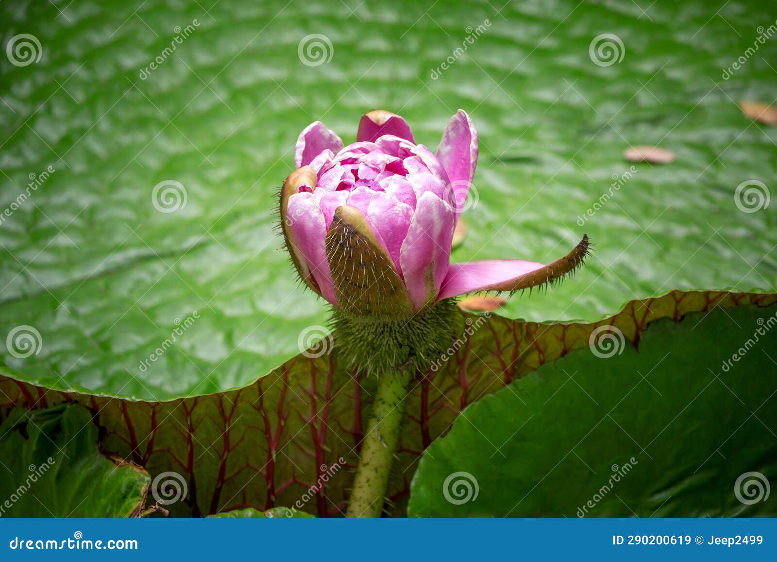 Flower Of The Victoria Amazonica, Or Victoria Regia, The Largest ...