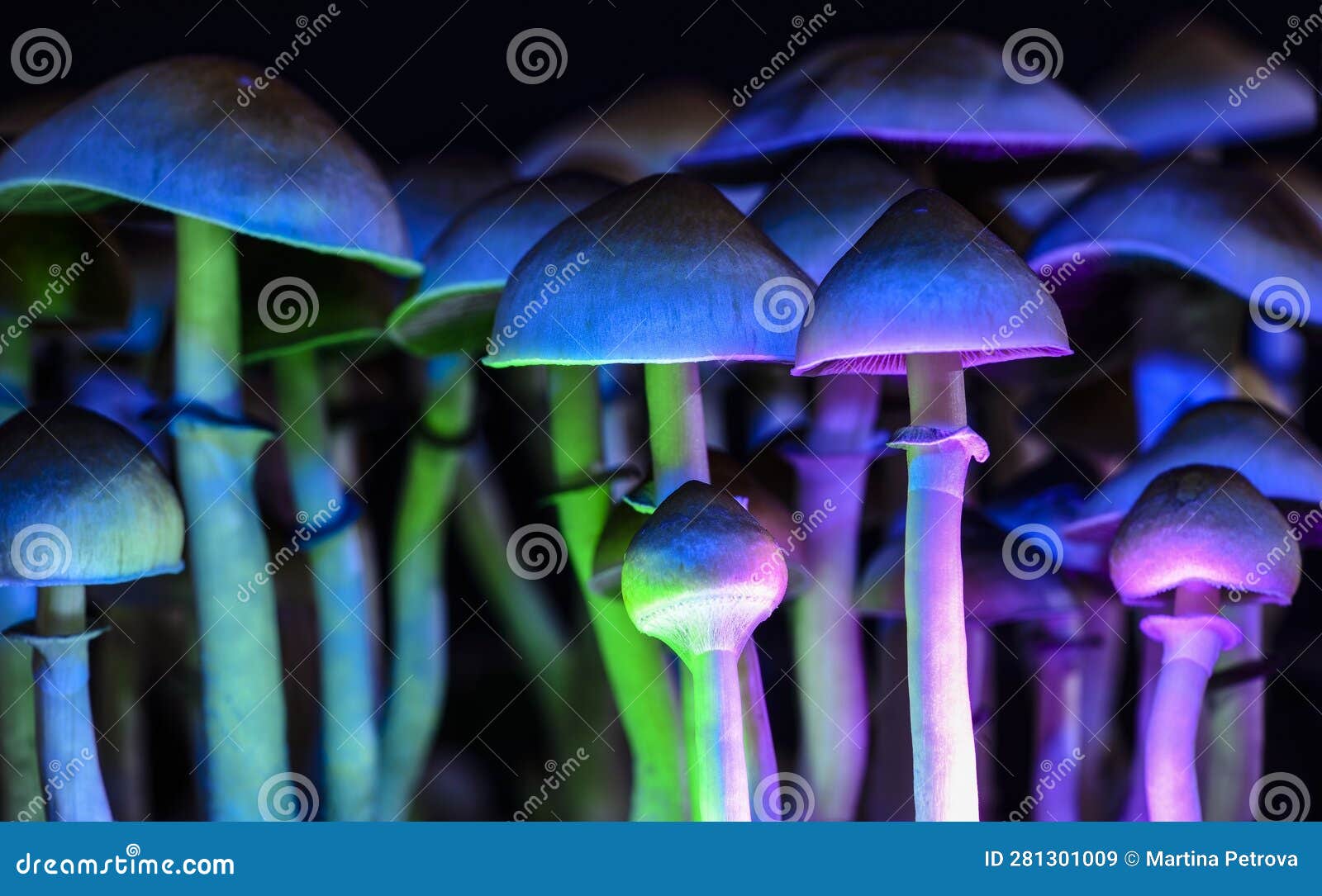 Color Magic Mushrooms - Psilocybe Stock Image - Image of psychedelic ...