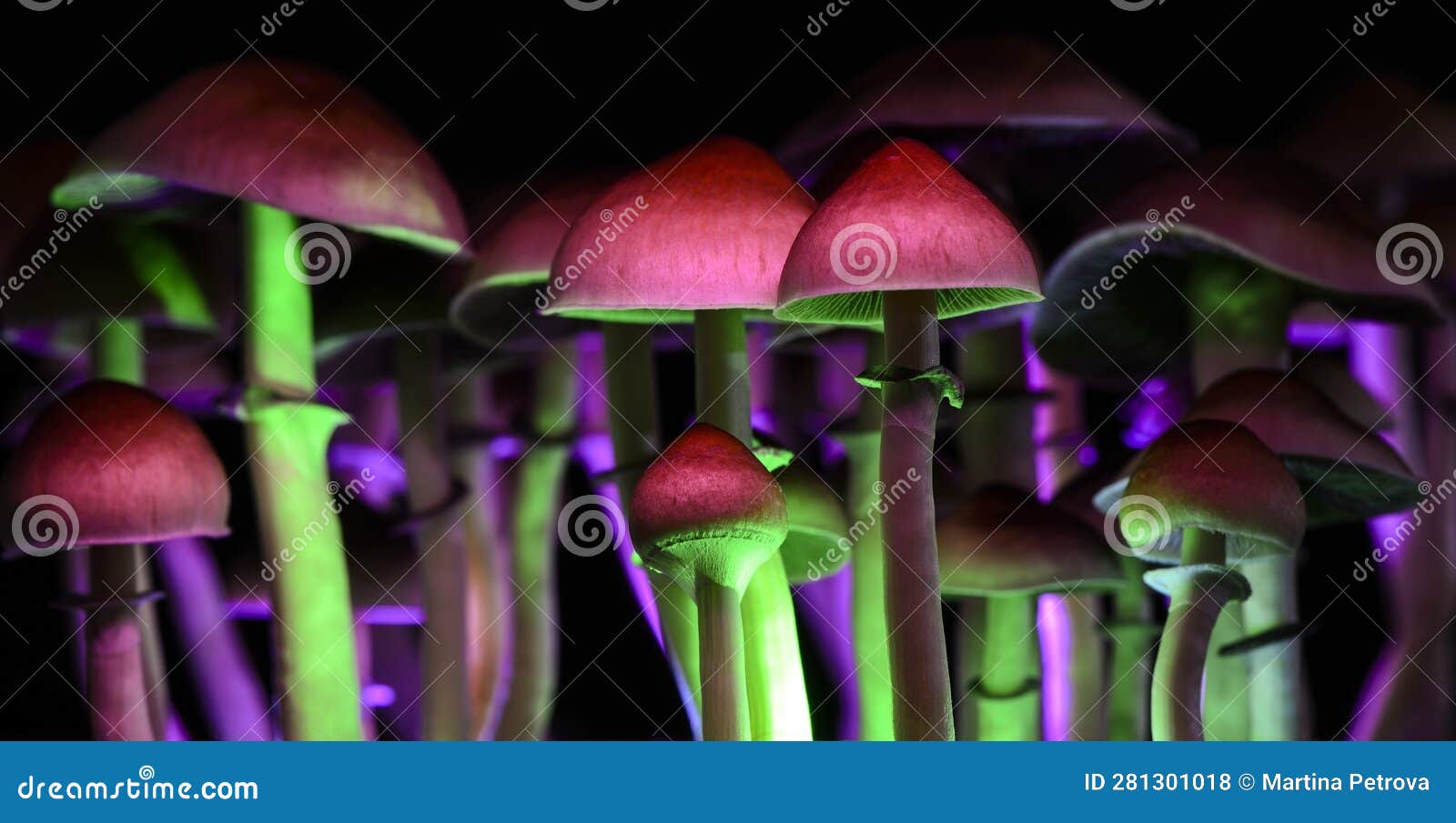Color Magic Mushrooms - Psilocybe Stock Photo - Image of natural ...