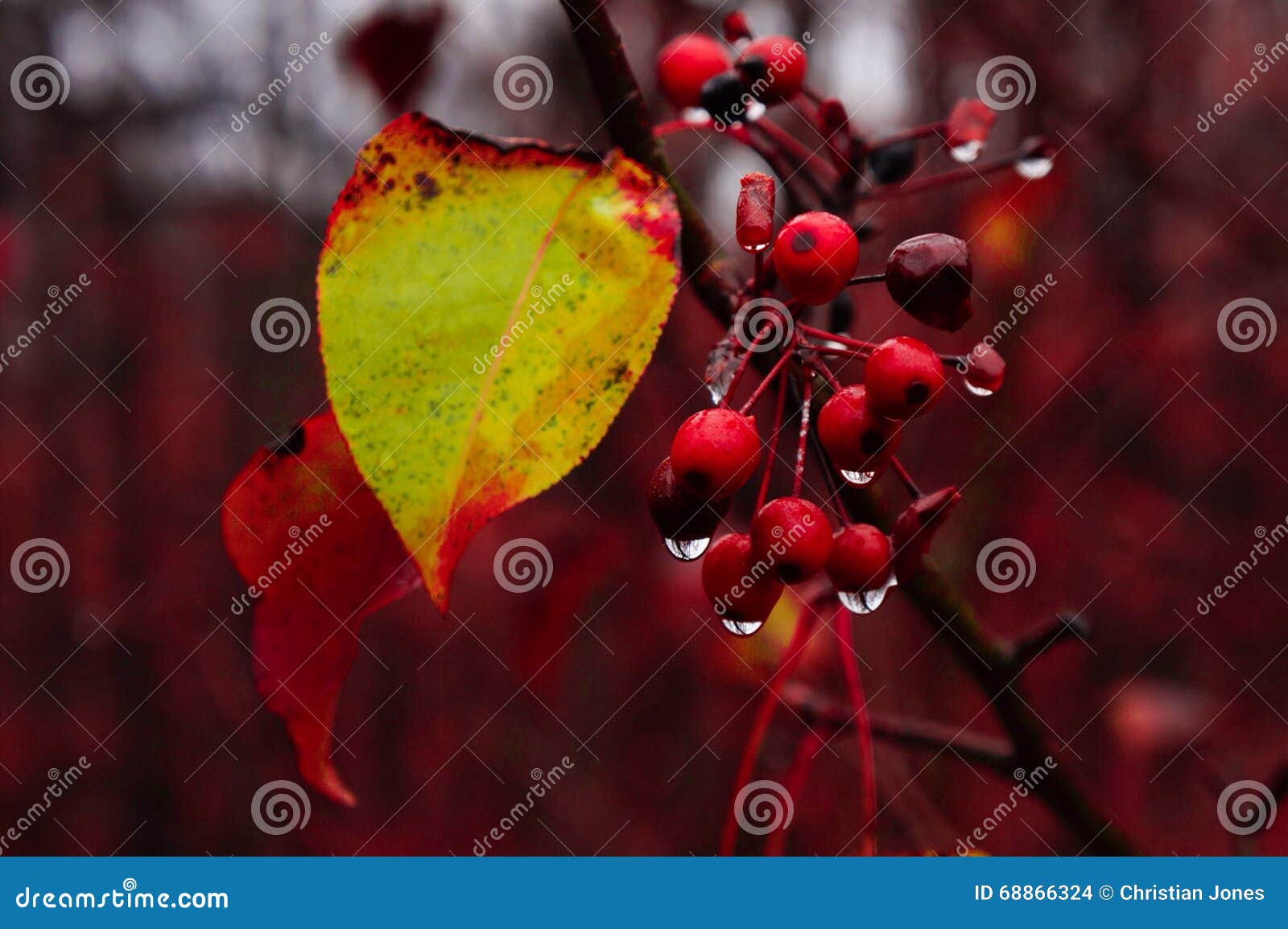 Color manipulation stock photo. Image of rain, colorful - 68866324