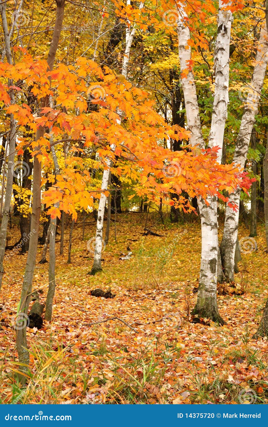 Color Maple Leaves and Birch Trees Stock Photo - Image of november ...