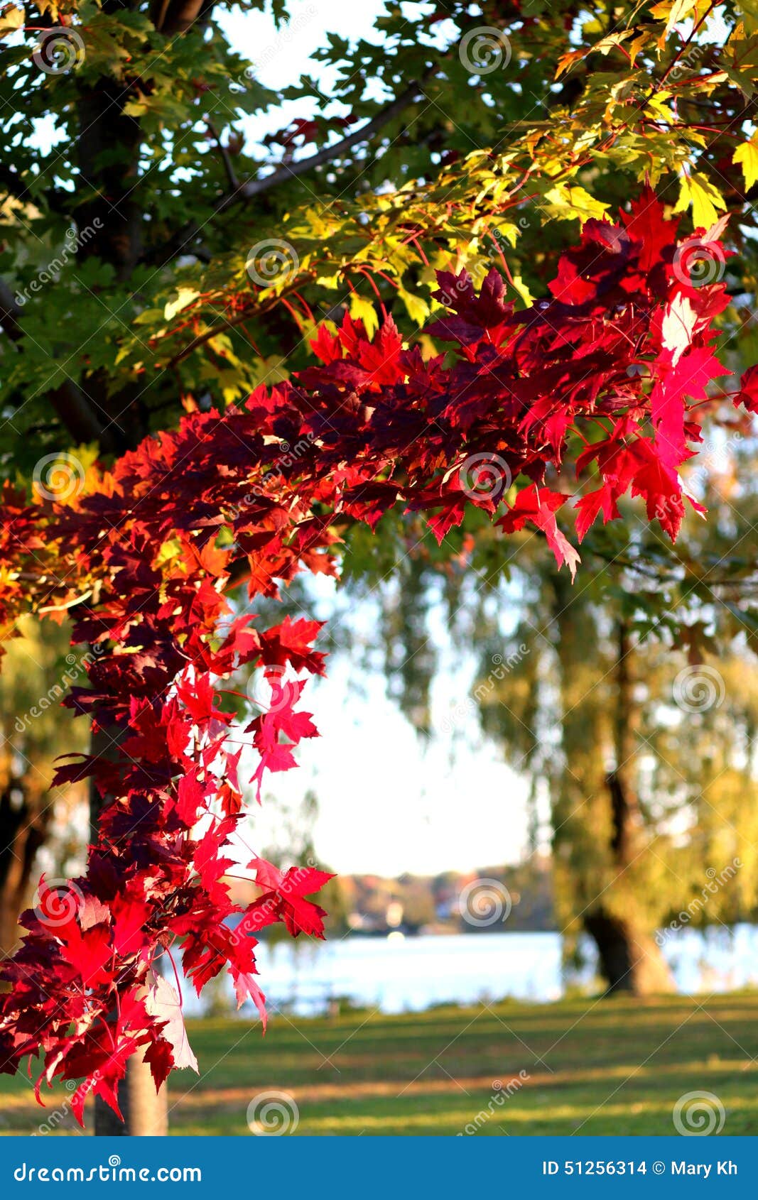 The color of maple tree stock photo. Image of time, beauty - 51256314