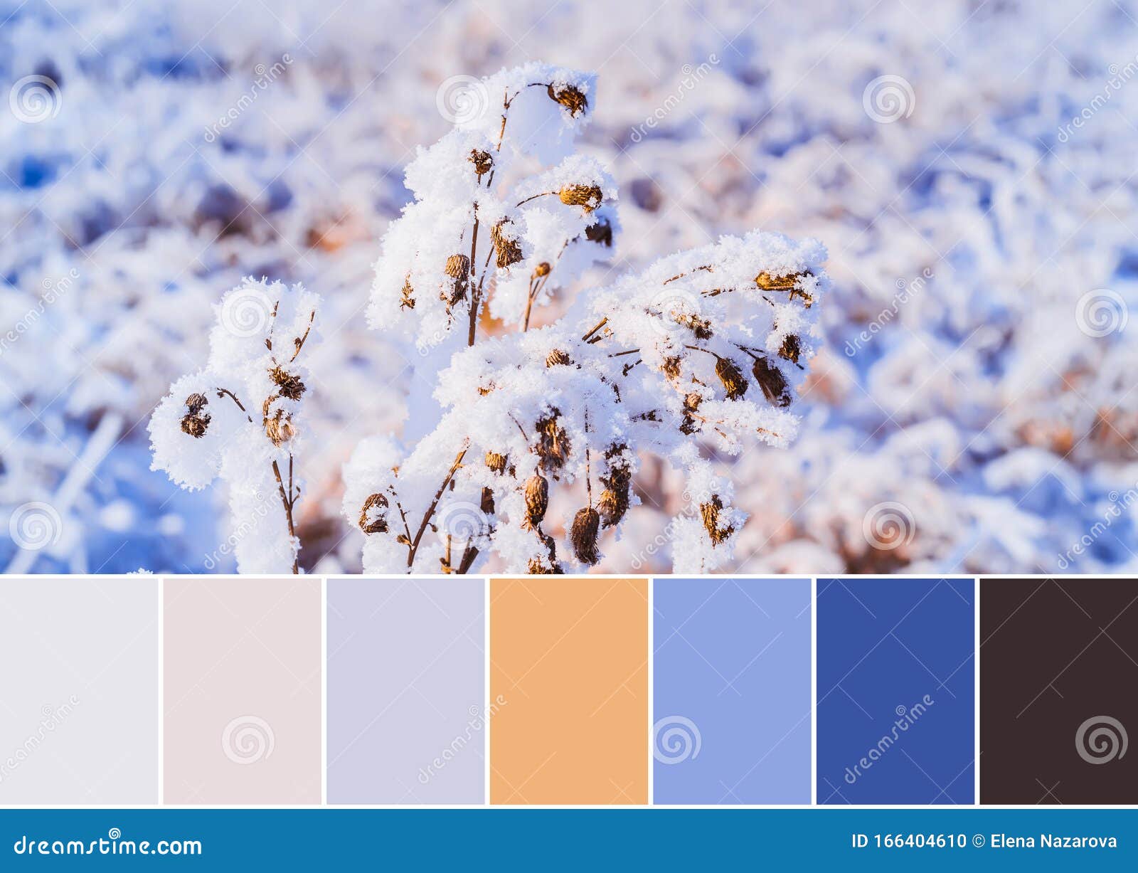 Color Matching Winter Palette from Frost Blade Grass Stock Photo ...