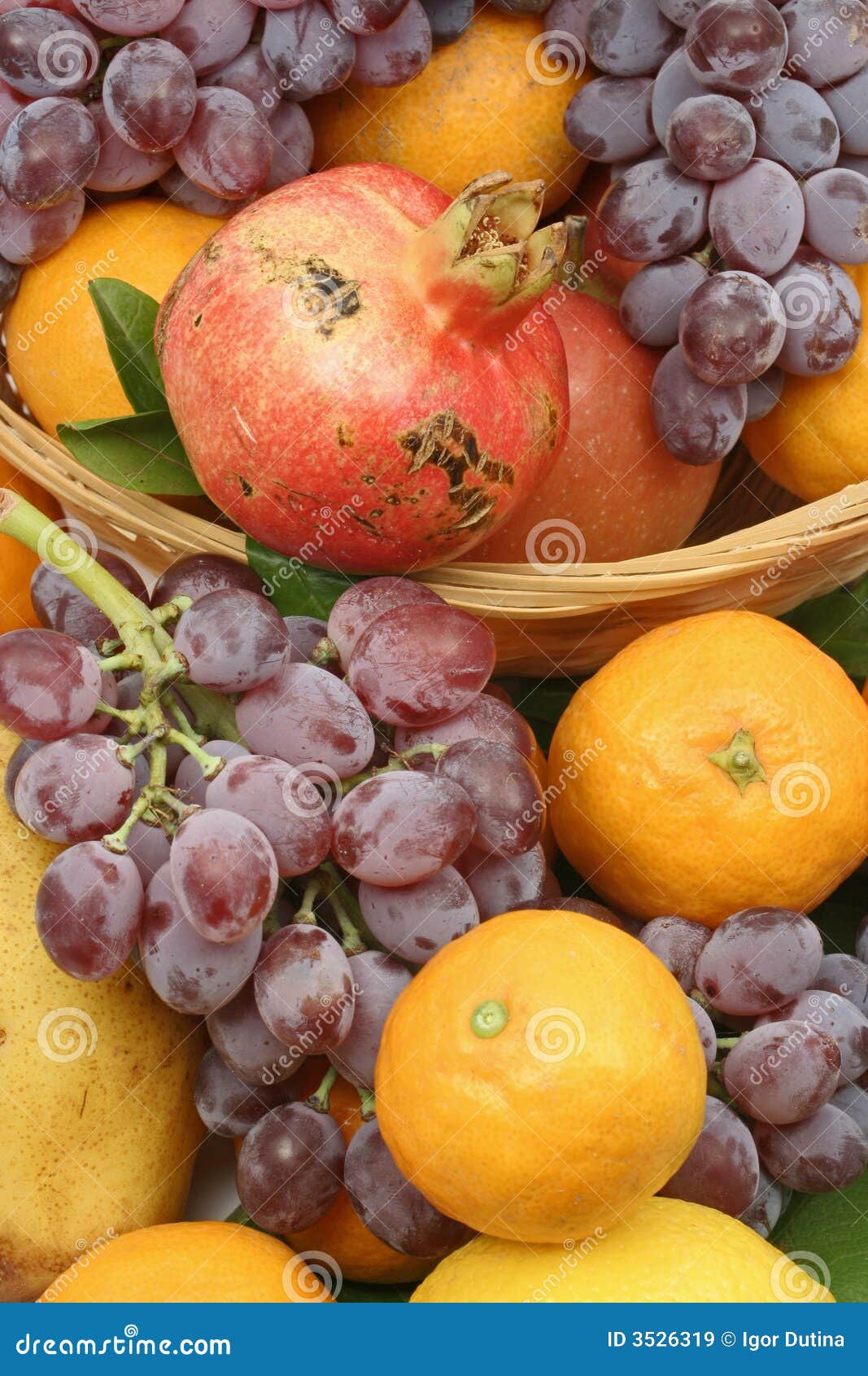 Mediterranean Fruit Fly Infected By Entomopathogenic Fungus Stock ...