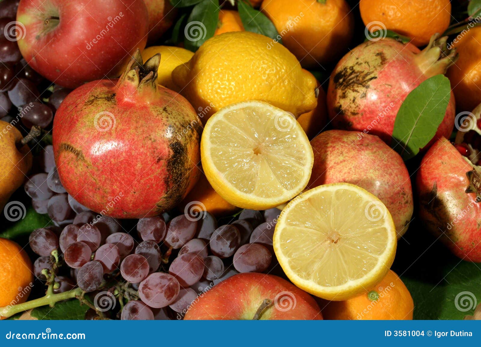 Mediterranean Fruit Fly Infected By Entomopathogenic Fungus Stock ...