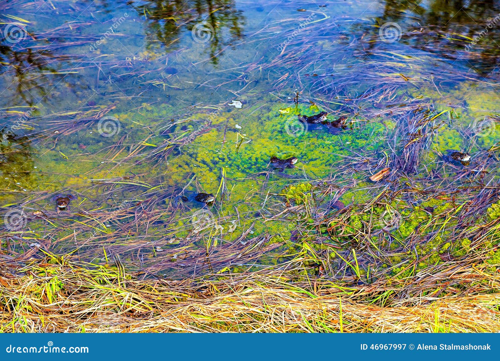 The Color Mix of Green Algae and Yellow Grass Under Water Stock Image ...