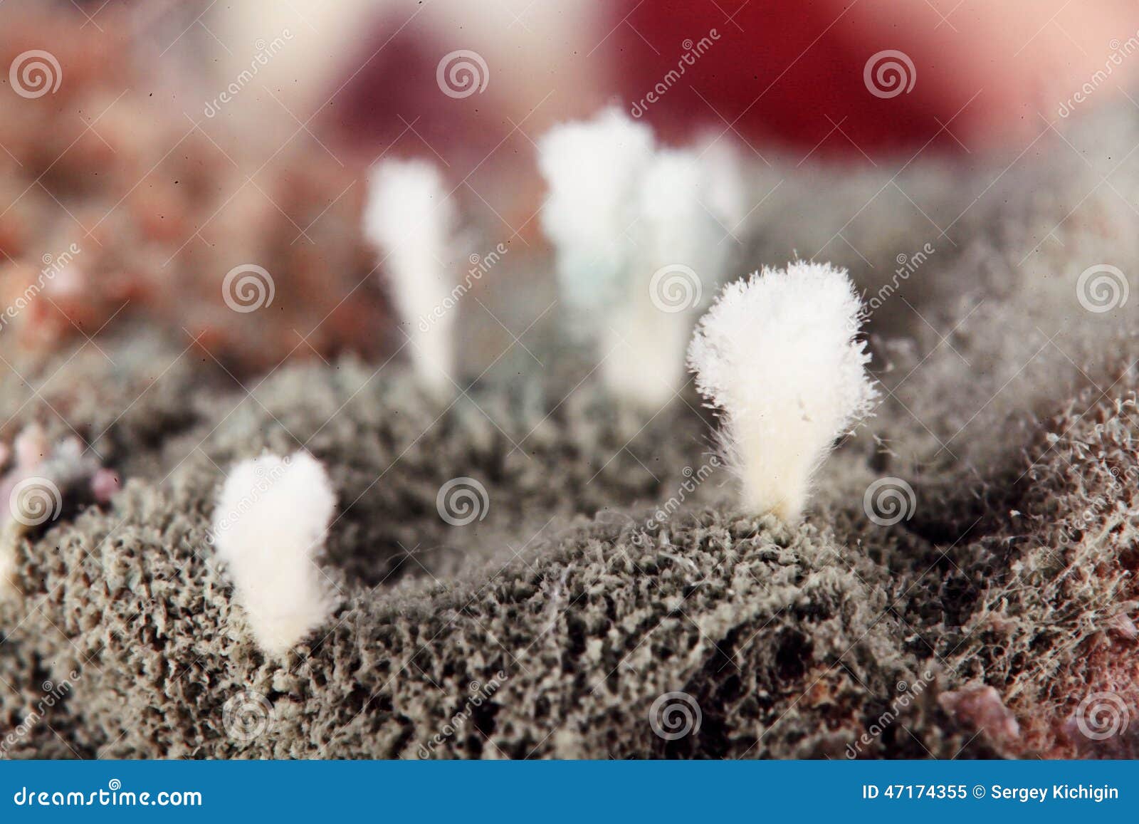 Color mold stock image. Image of natural, fungal, mould - 47174355