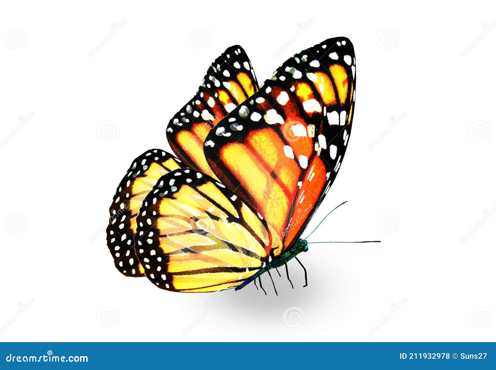 Color Monarch Butterfly , Isolated on the White Stock Photo - Image of ...