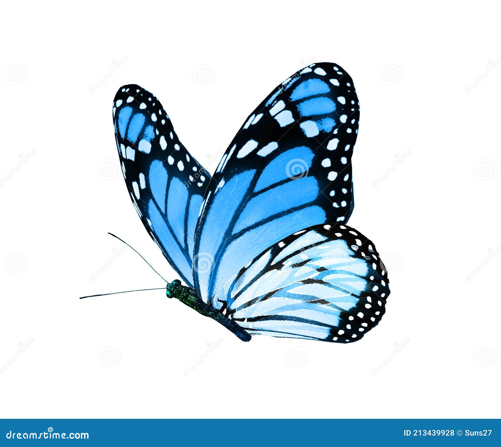 Color Monarch Butterfly , Isolated on the White Stock Photo - Image of ...