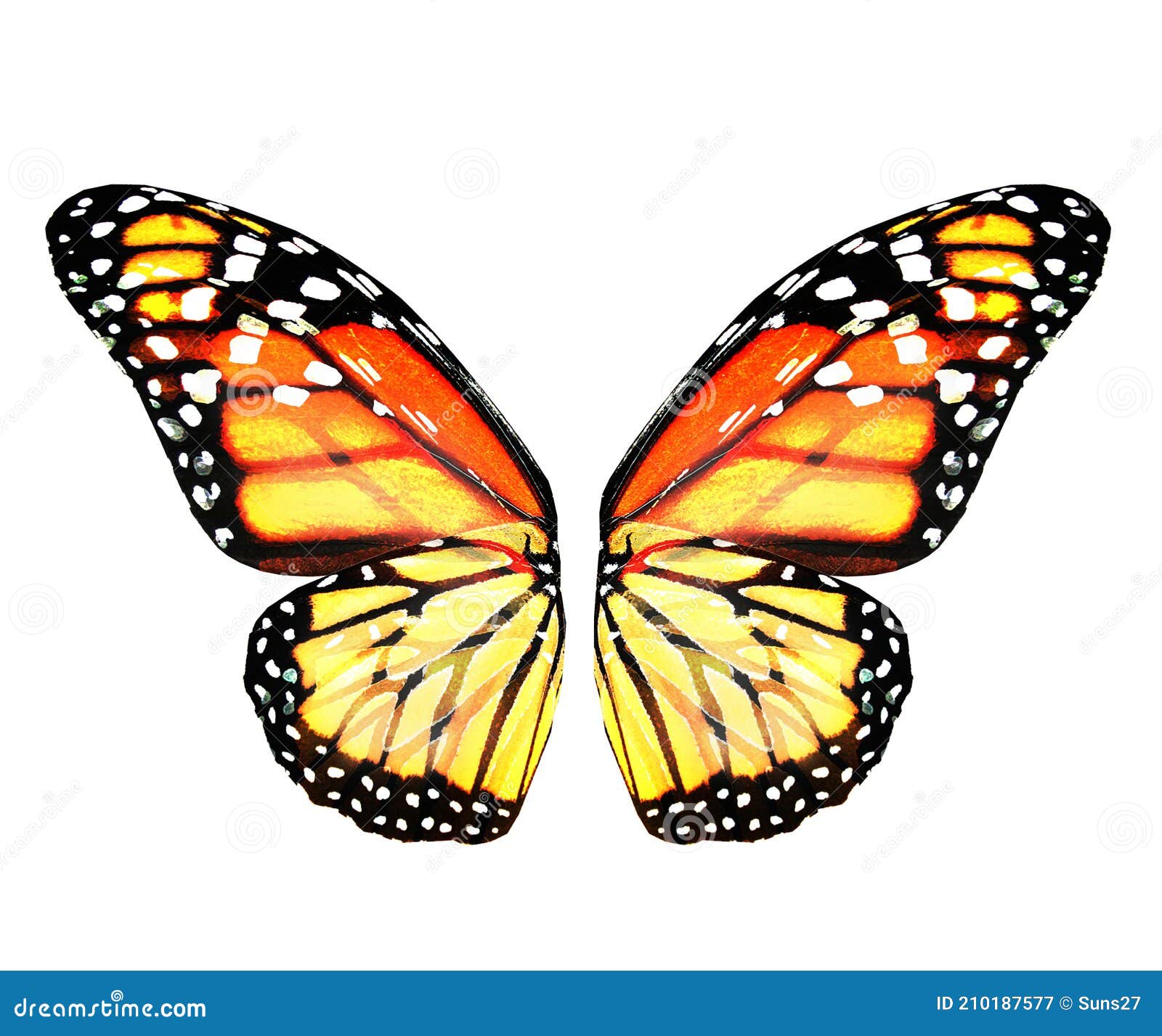 Color Monarch Butterfly Wings, Isolated on White Background Stock ...