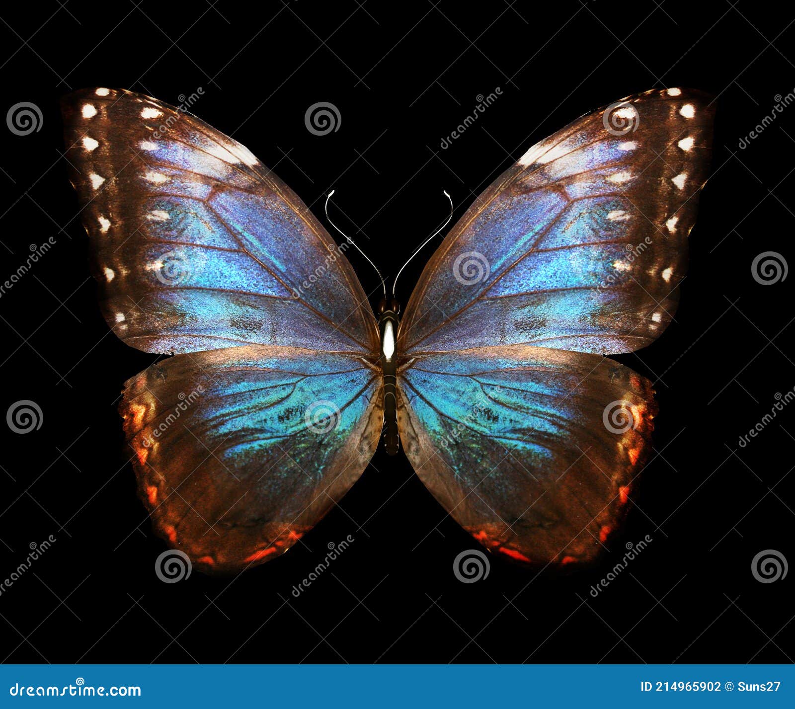 Color Morpho Butterfly , Isolated on the Black Stock Photo - Image of ...