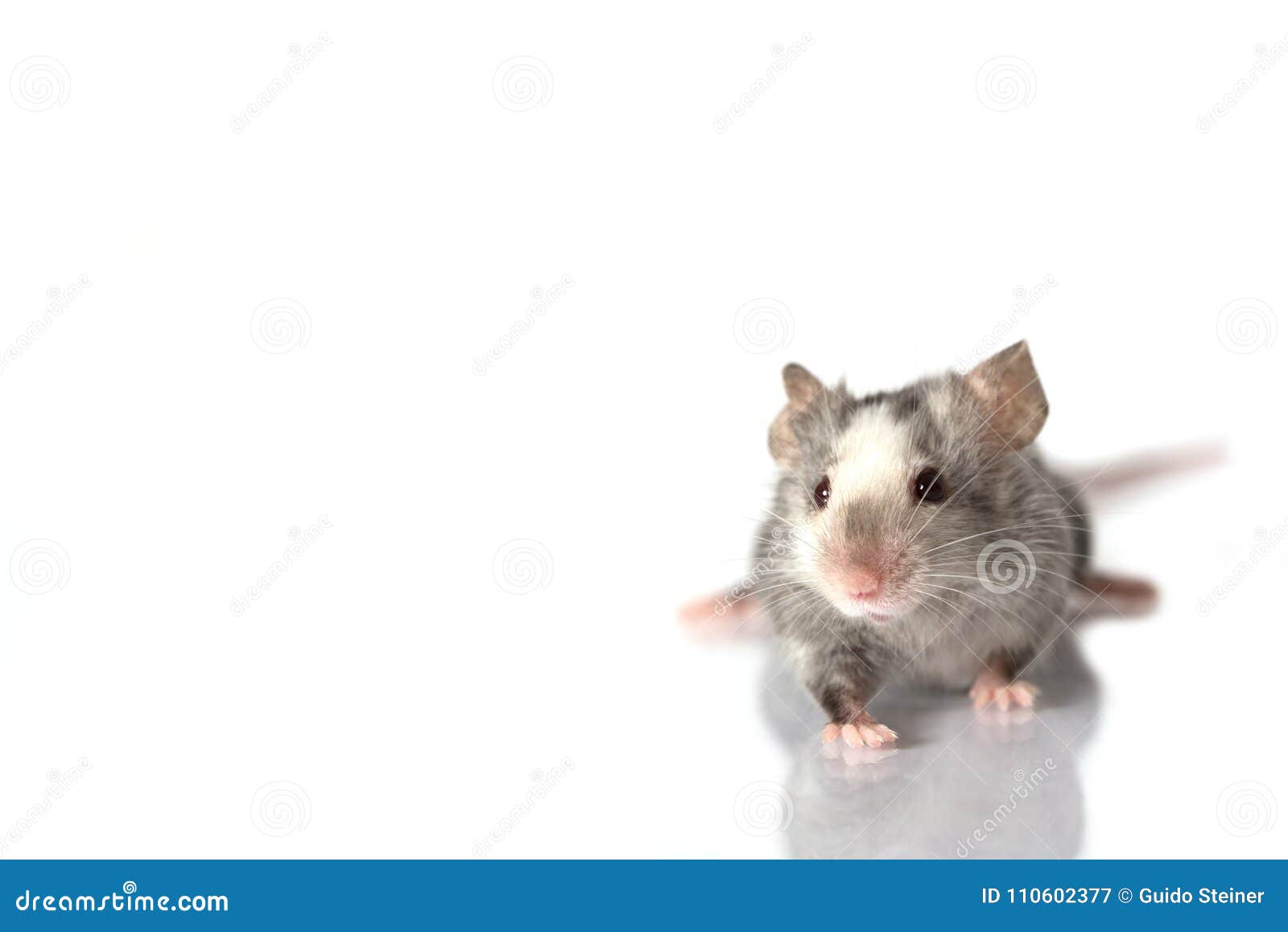 Color Mouse Isolated on White Stock Image - Image of downy, looking ...