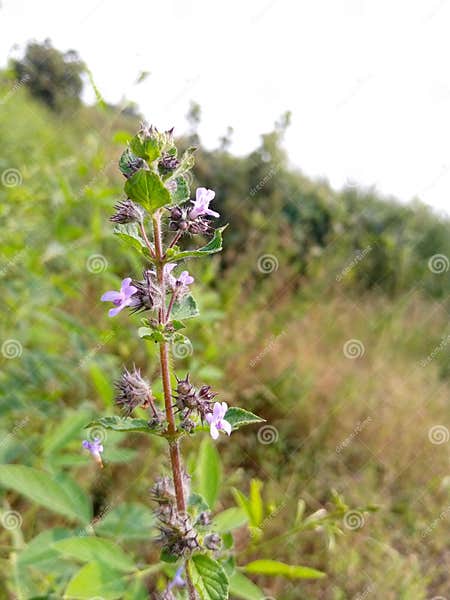 Color natural de buty tree imagen de archivo. Imagen de columna - 216940819