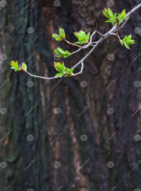 Color nature background stock image. Image of leaf, banner - 4931975
