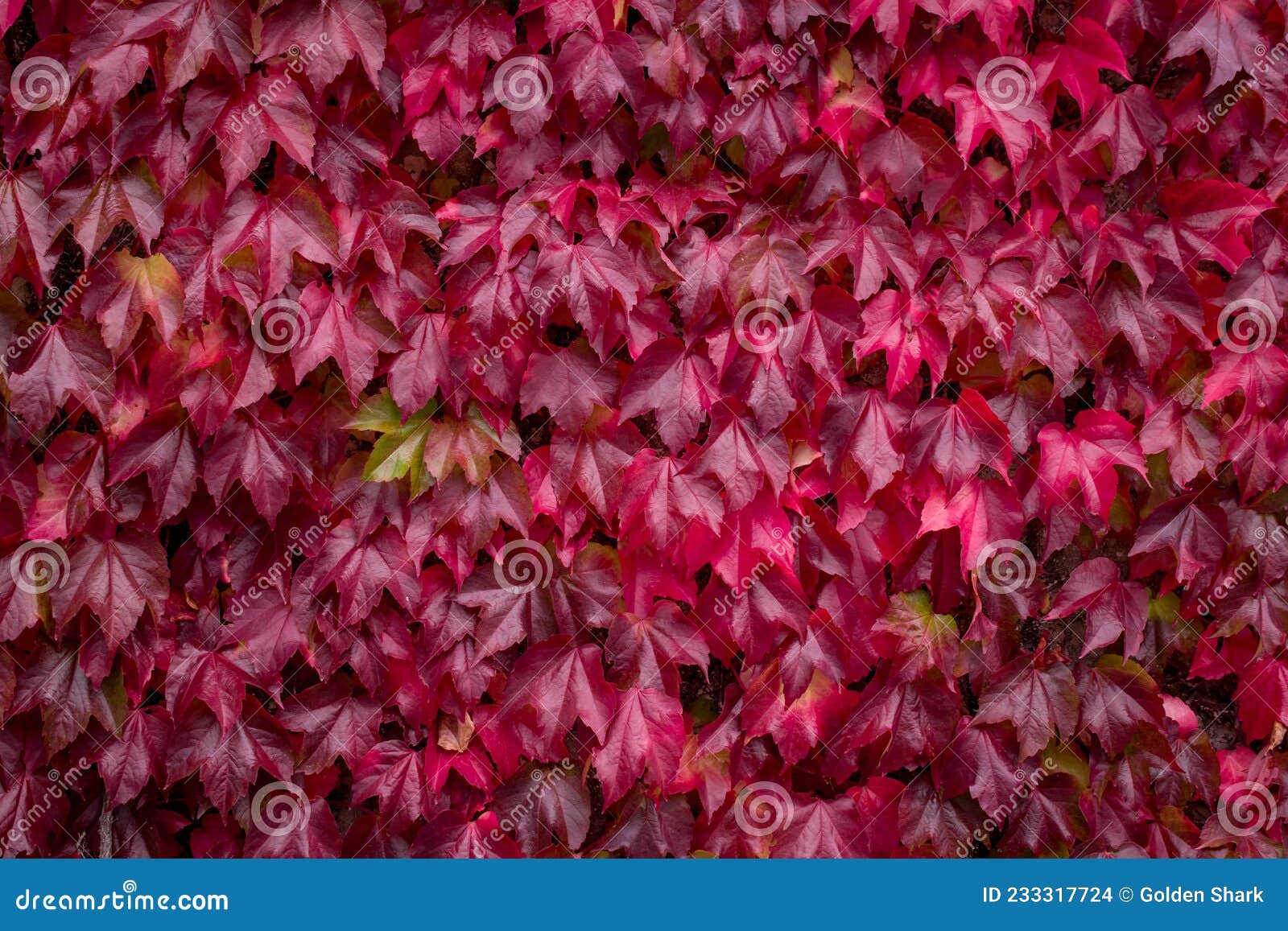 Color Nature Background of of Red Leaves Stock Photo - Image of ...
