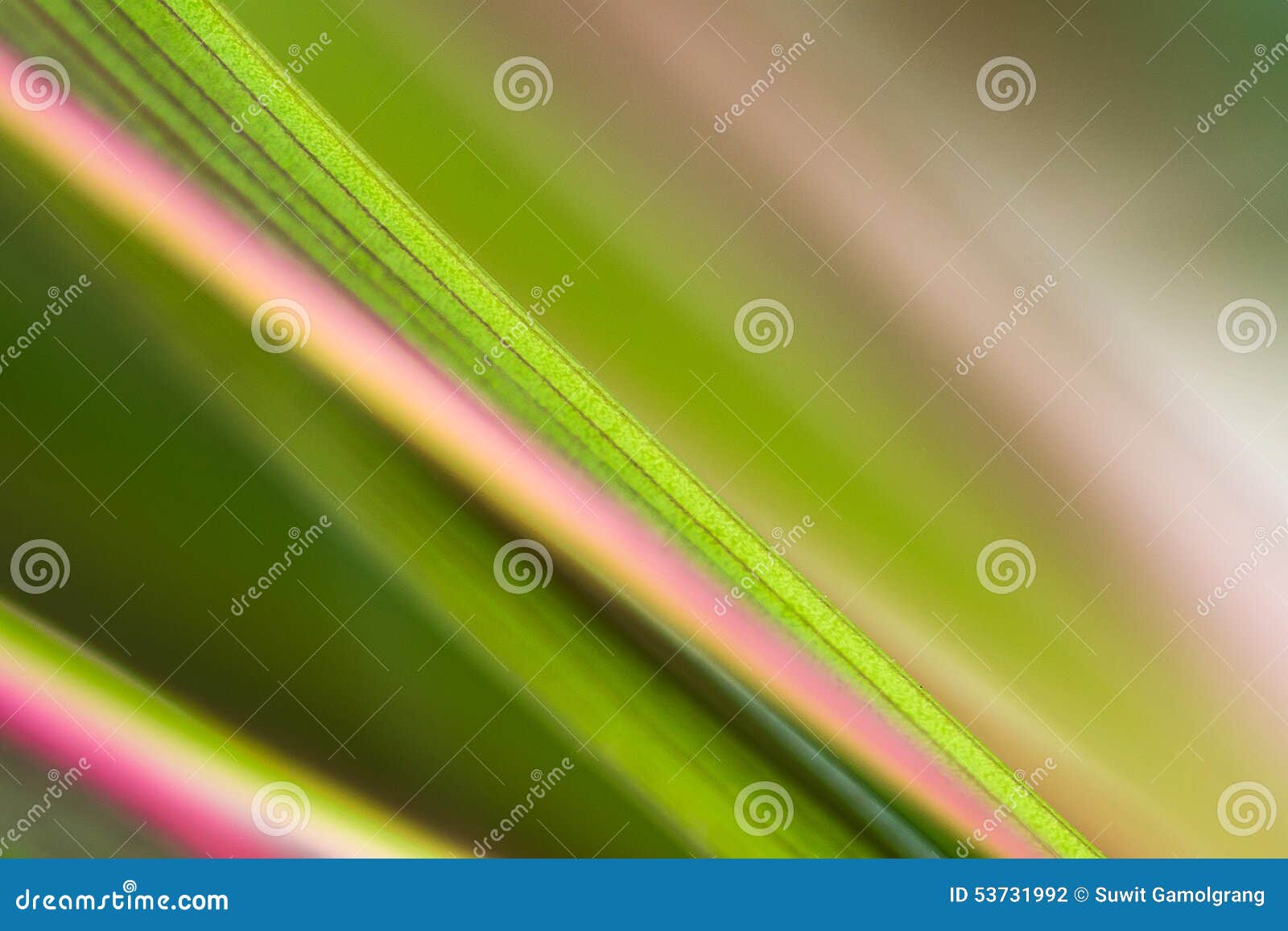 Color of Nature line stock photo. Image of bright, wallpaper - 53731992