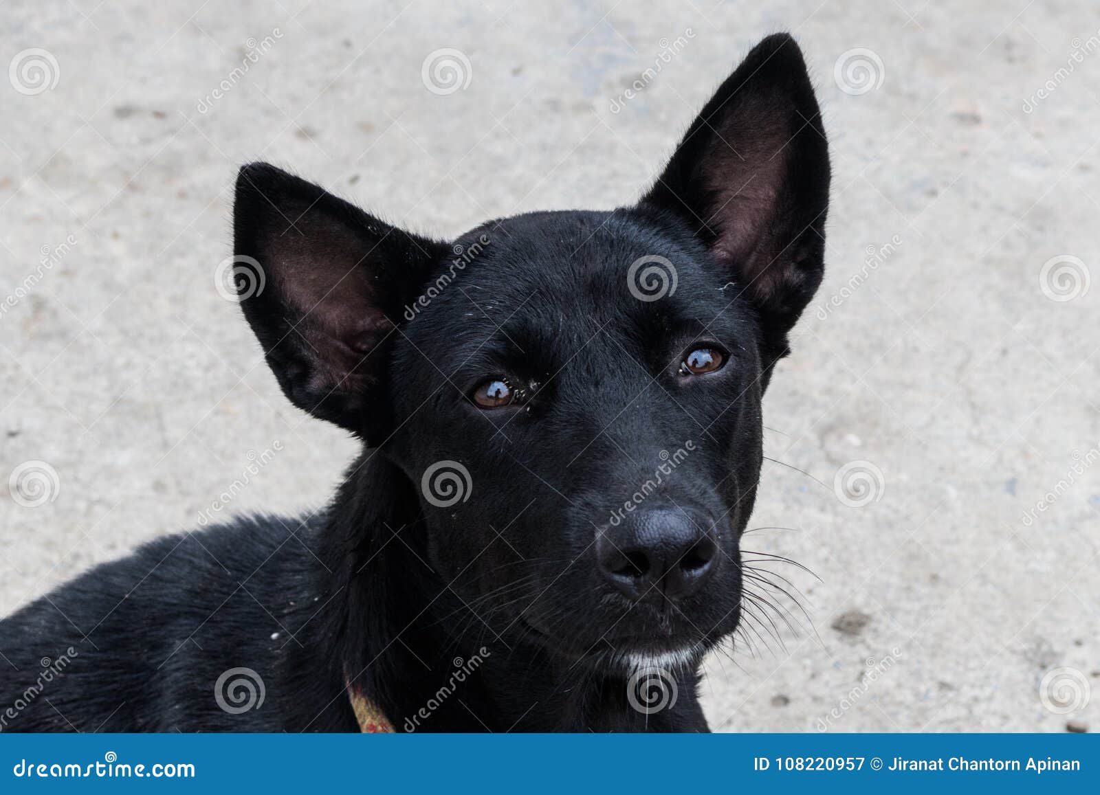 Color Negro Del Perro Lindo Imagen de archivo - Imagen de perro ...