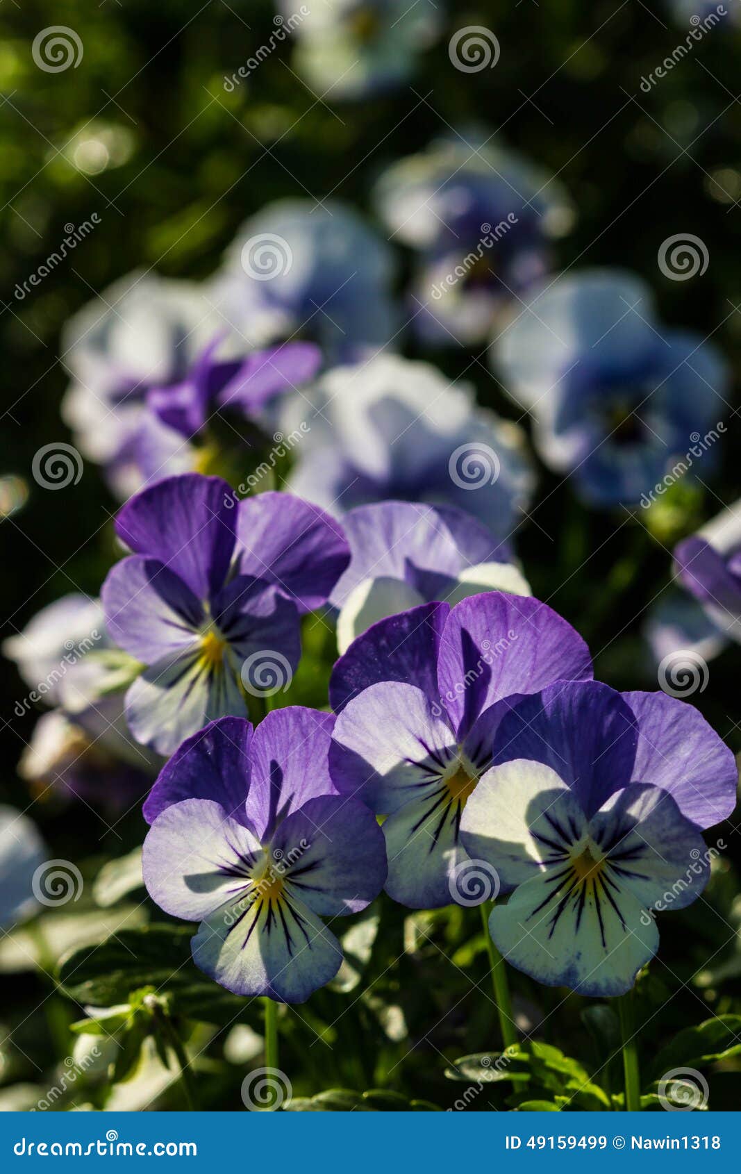 Color pancy flower stock image. Image of decoration, garden - 49159499