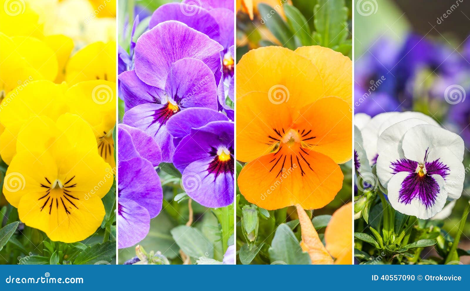 Color pansies stock photo. Image of botanical, beautiful - 40557090