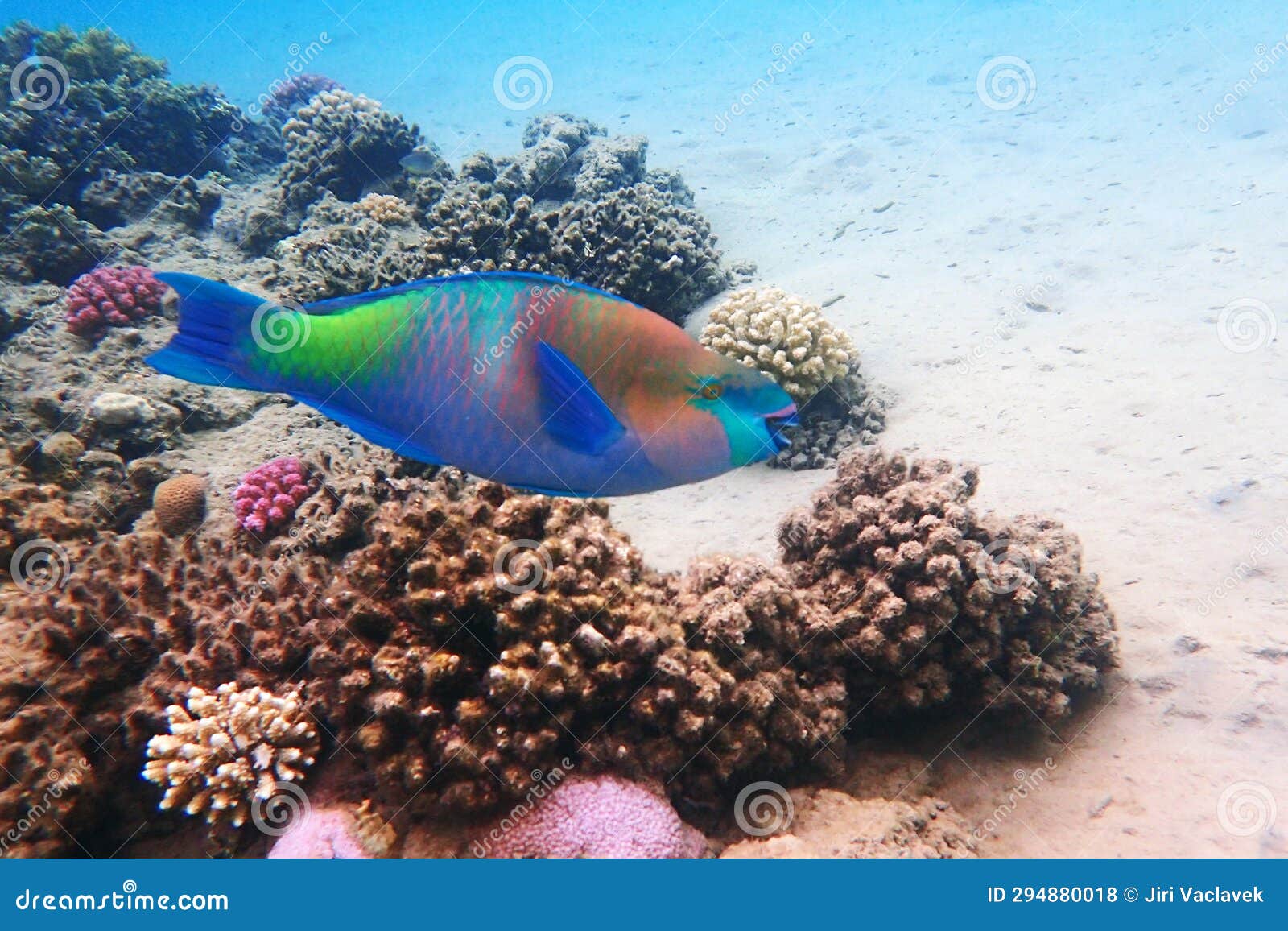 Color Parrot Fish from the Egypt Stock Photo - Image of wildlife, south ...
