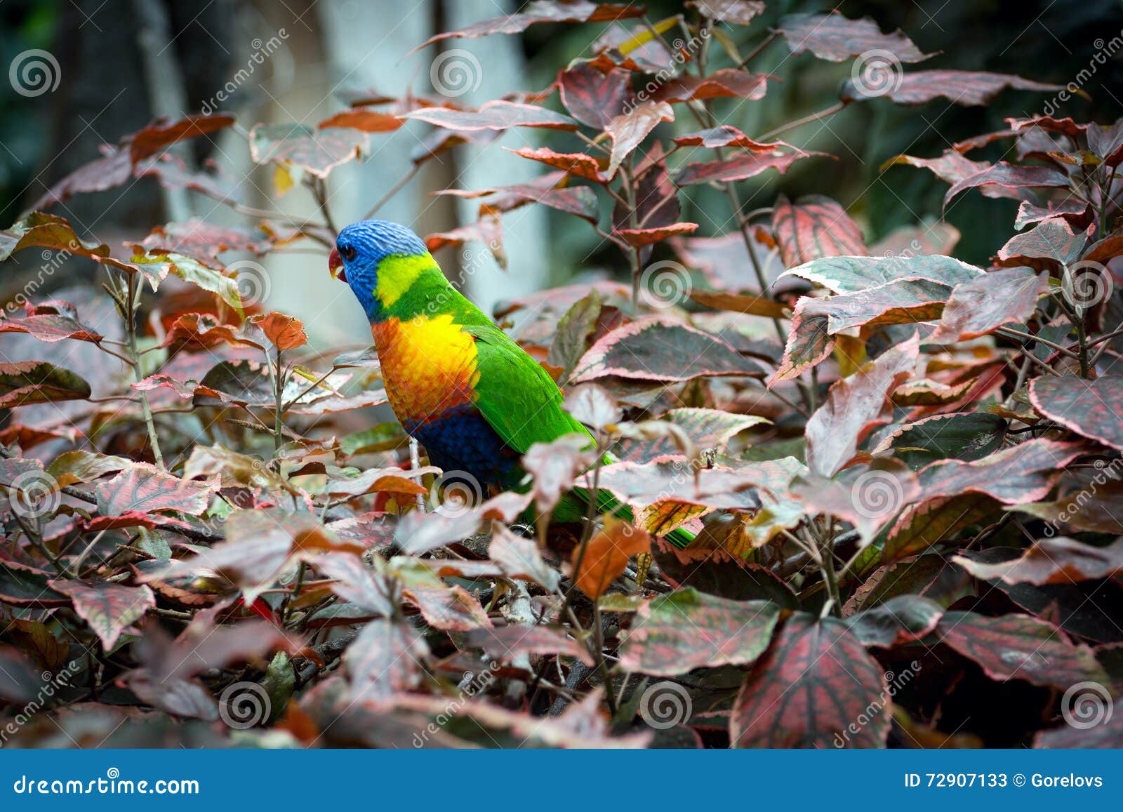 Color Parrot in Natural Habitat Stock Image - Image of bird, blue: 72907133
