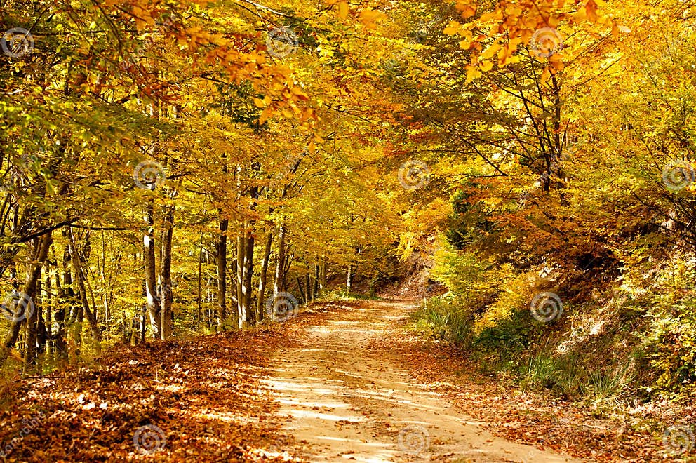 Color path stock image. Image of color, landscape, colorful - 21833959