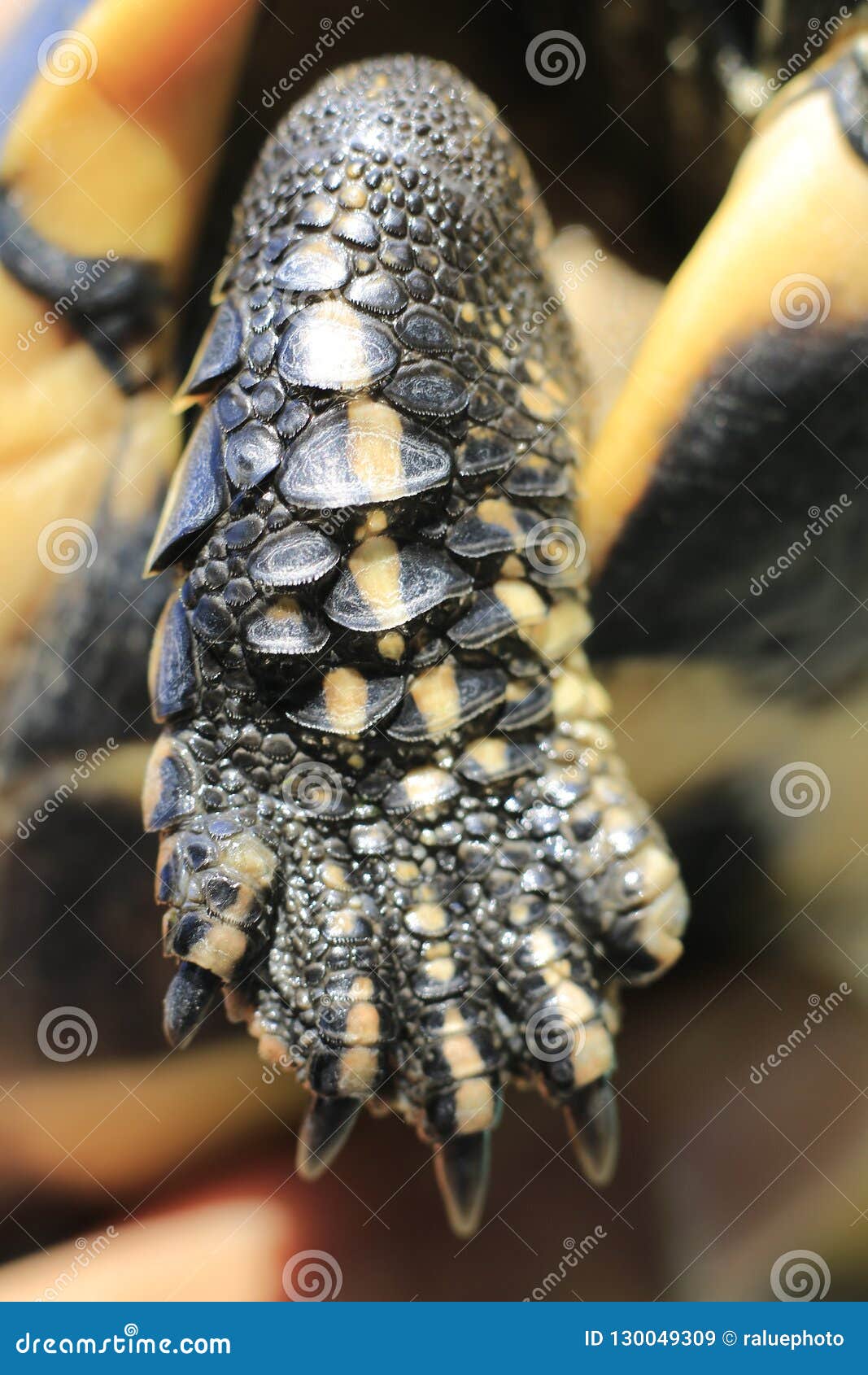 The Color and Pattern on Foot Turtle Near Term Stock Image - Image of ...