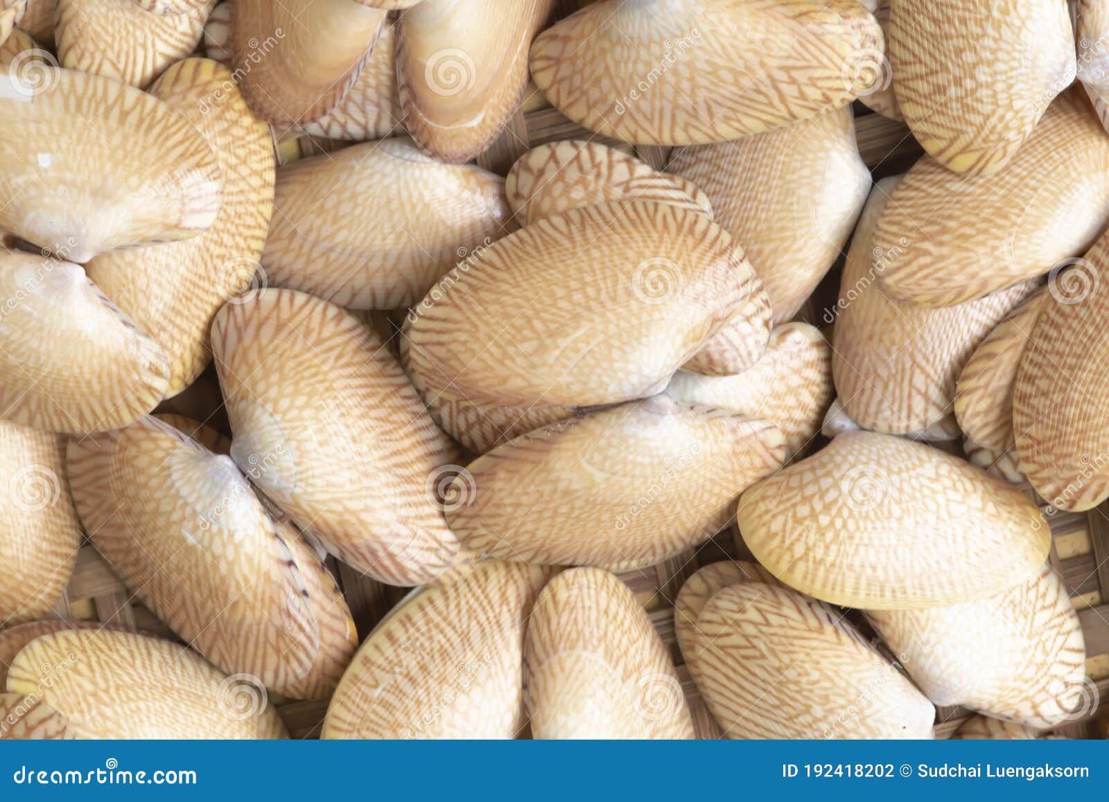 Color Pattern from the Surface of the Pattern Shells, Put in Bamboo ...