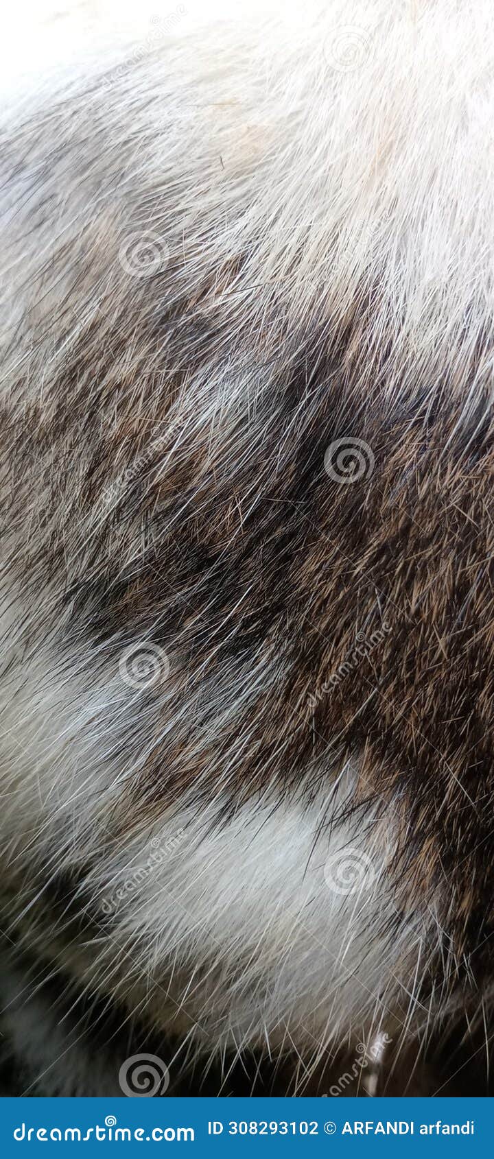 Rabbit fur color patterns stock photo. Image of community - 308293102