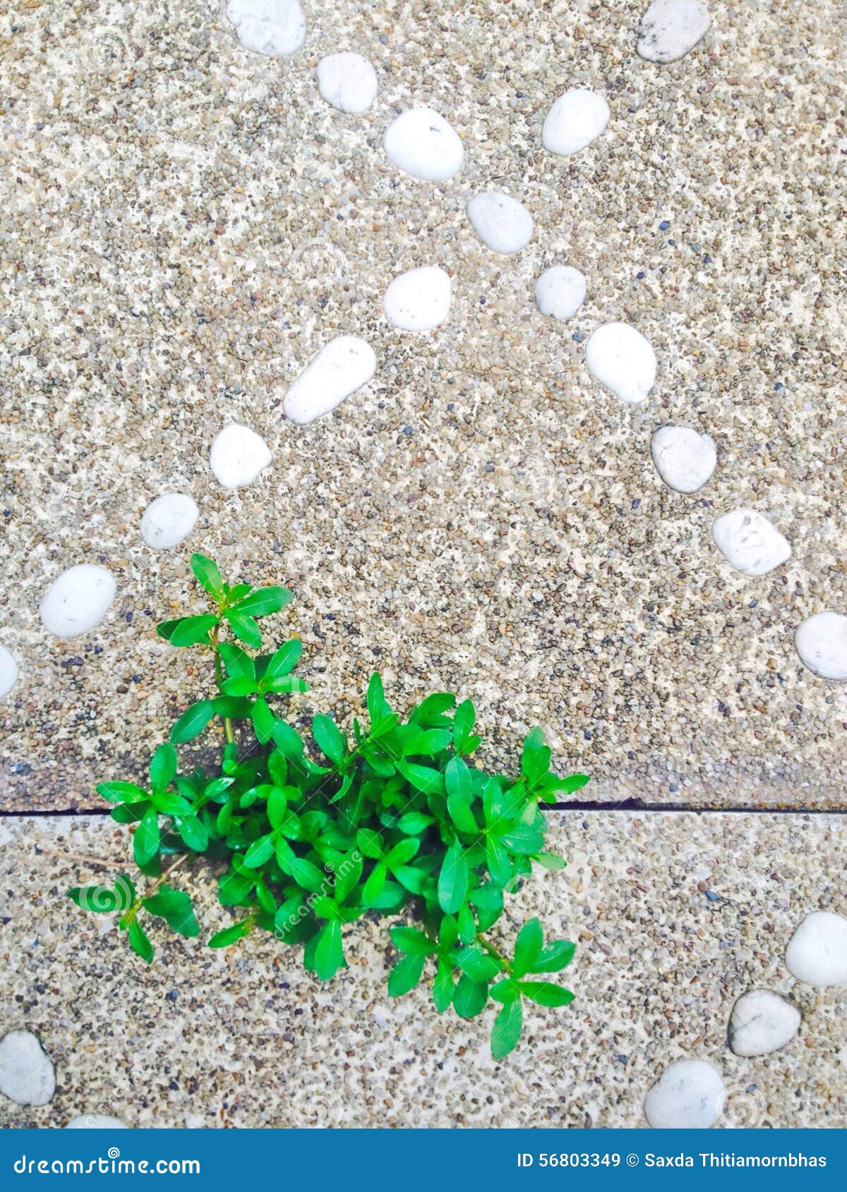 Color Pencil and Green Bush Stock Image - Image of decorate, leaf: 56803349