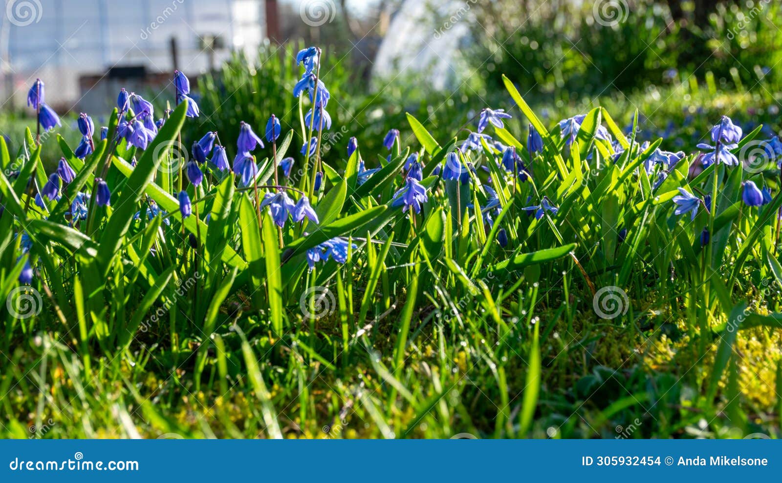 Color Photo of First Spring Flowers and Bright Green Grass, First ...