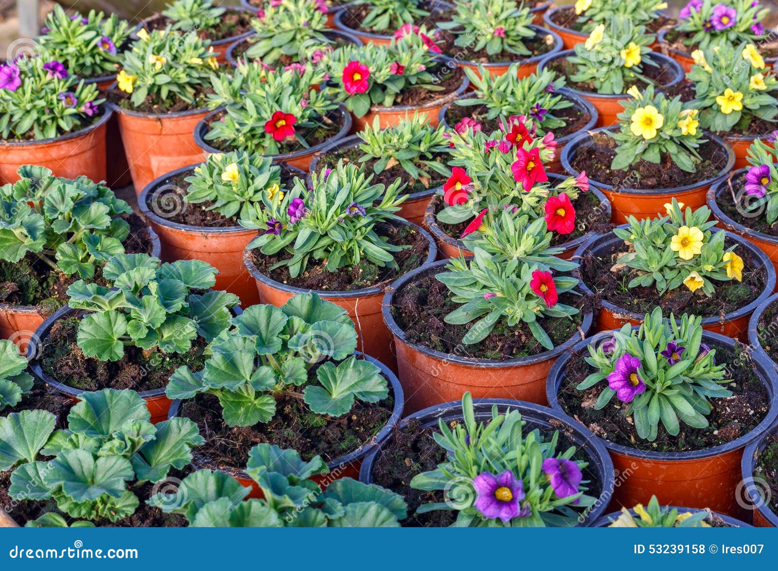 Color picture of seedlings stock photo. Image of grow - 53239158